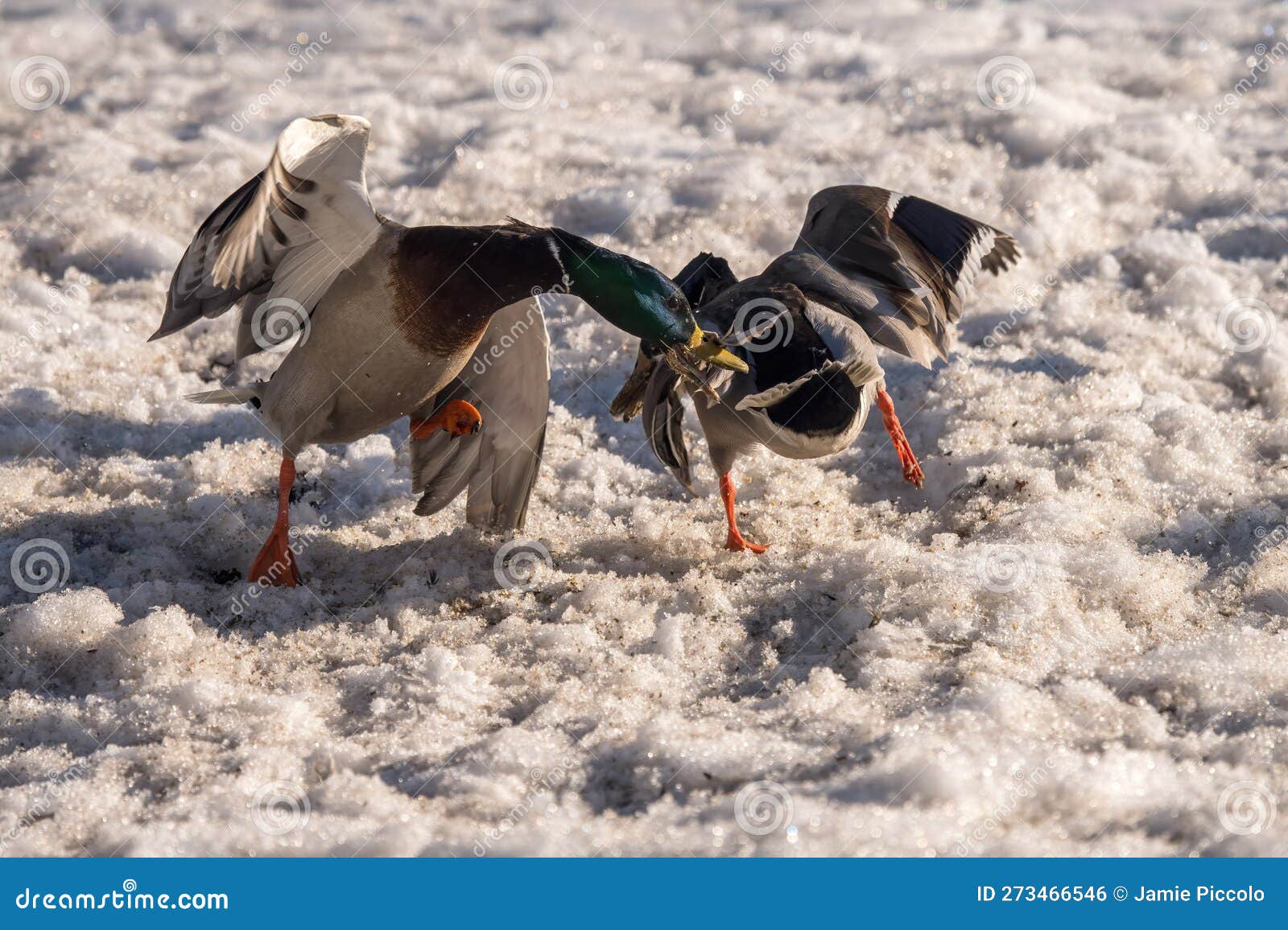 Male Mallards Fighting in the Snow Stock Photo - Image of winter ...