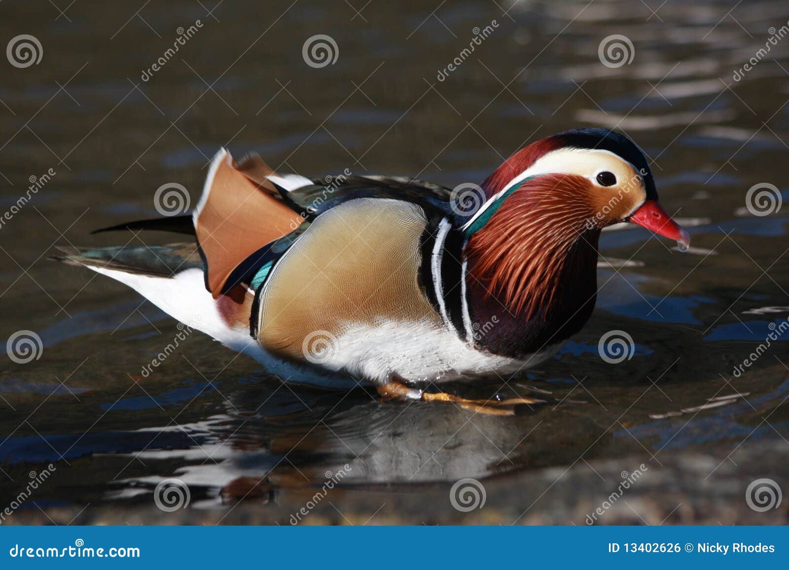 Male Mandarin Duck stock photo. Image of goose, male - 13402626