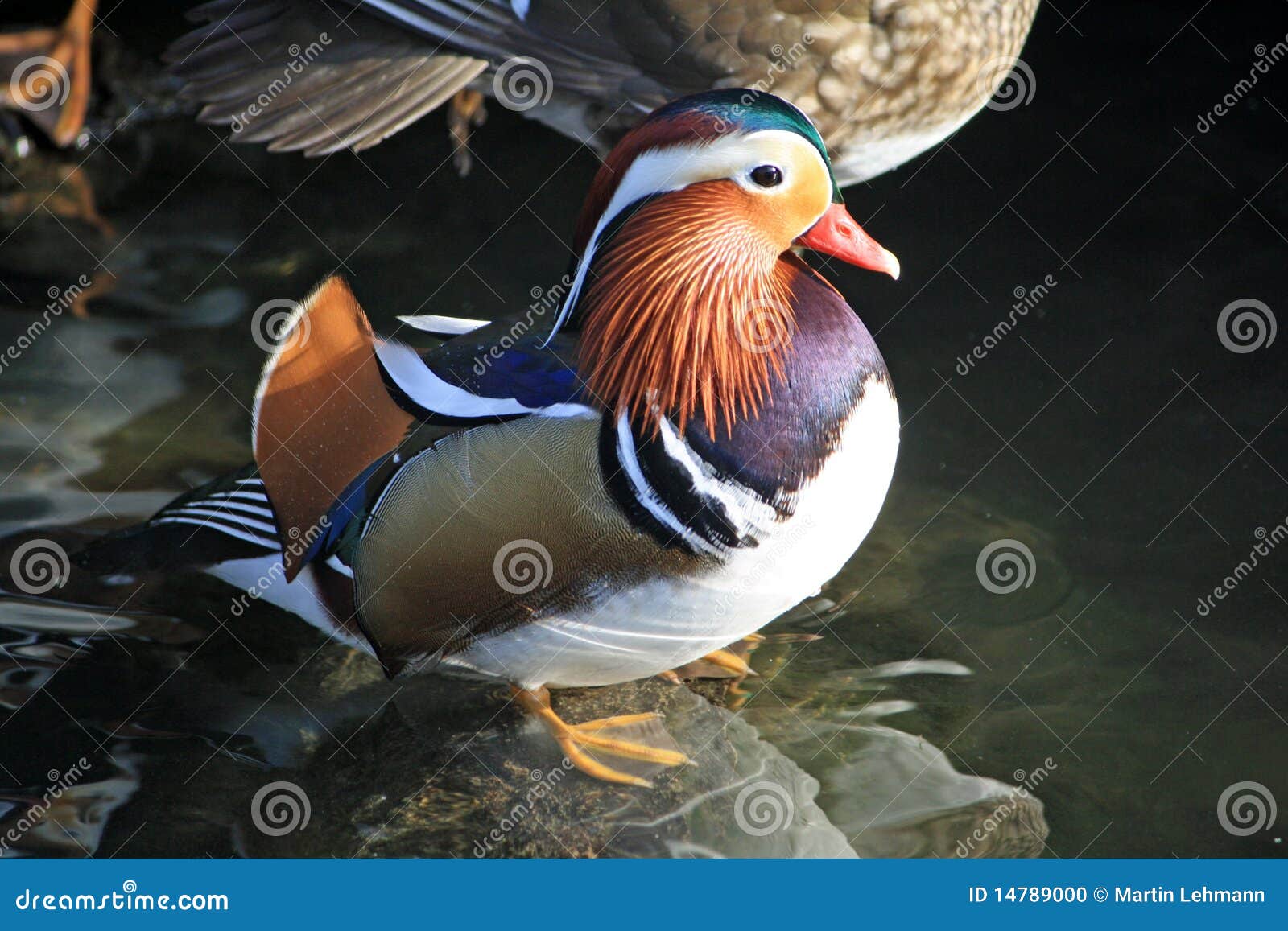 Male Mandarin duck stock photo. Image of feathers, glaring - 14789000