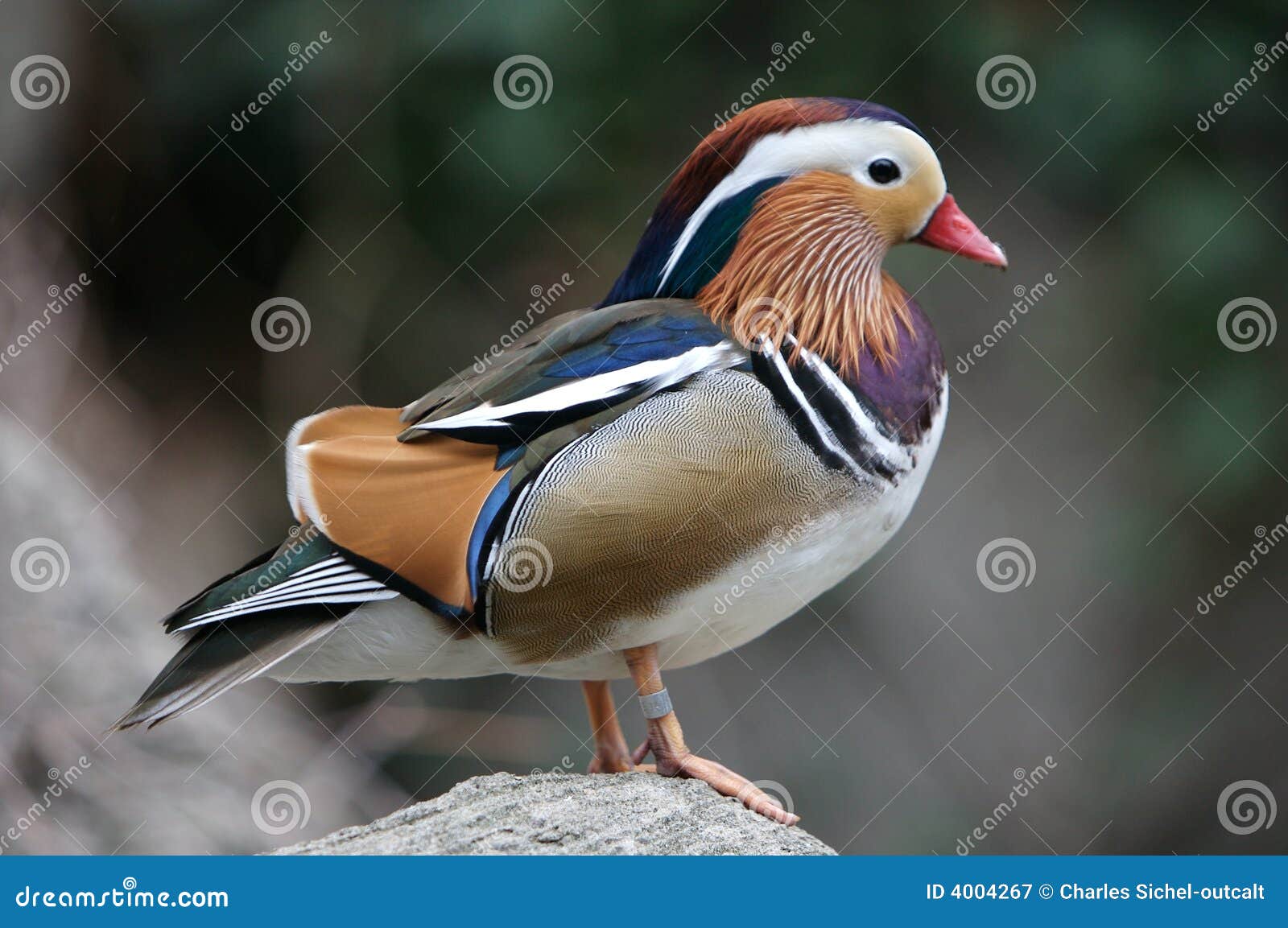 Male mandarin duck stock image. Image of standing, galericulata - 4004267