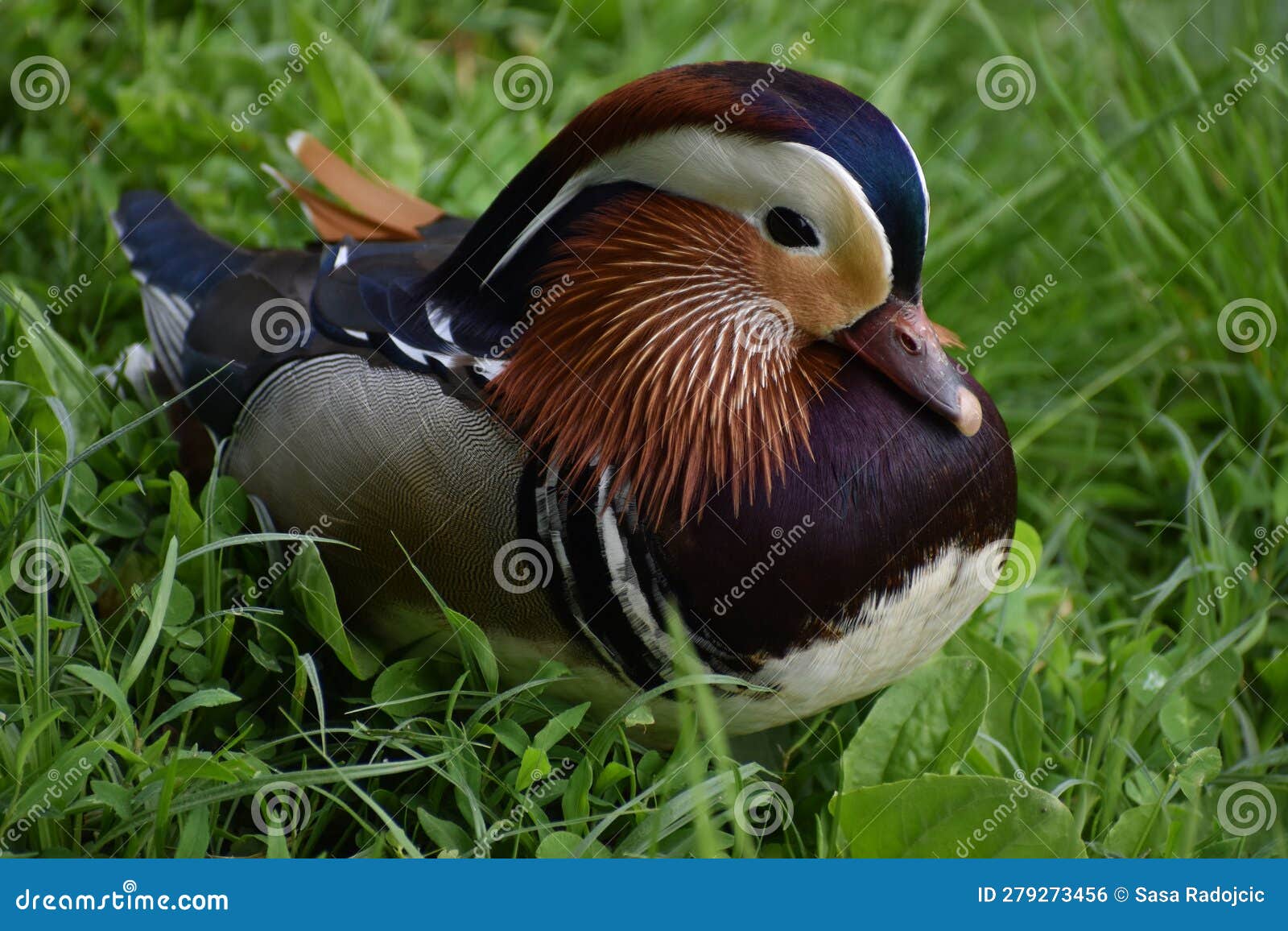 Male Mandarin Duck Scient. Name Aix Galericulata Linnaeus, 1758, AI ...