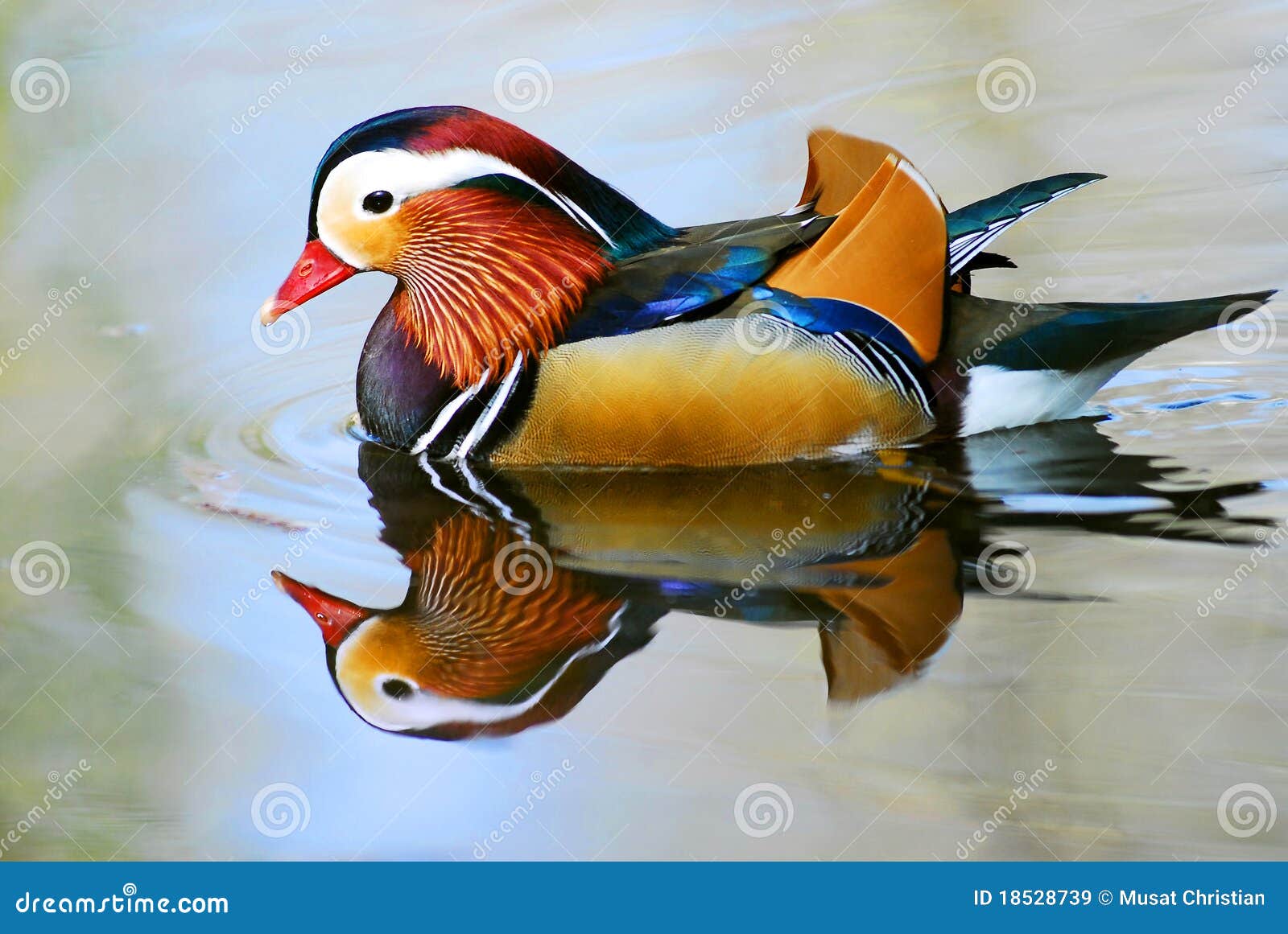 Male Mandarin Duck on the Water Stock Image - Image of water, colourful ...