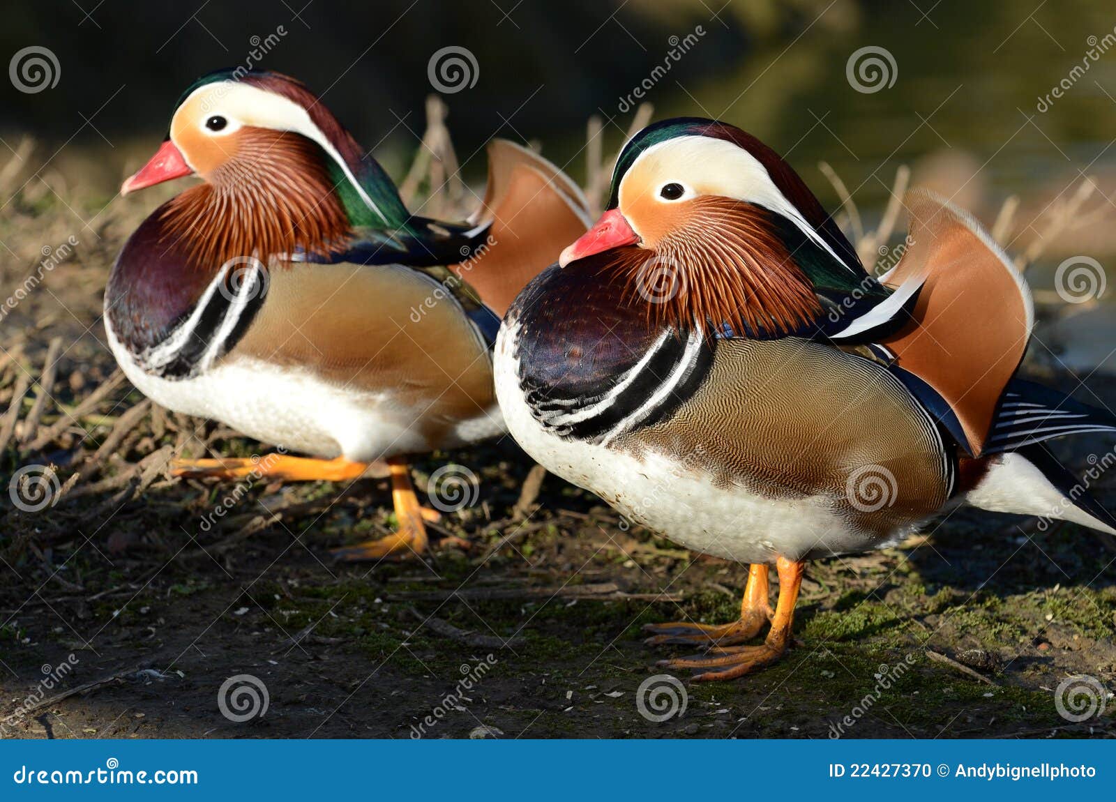 Male Mandarin Ducks stock photo. Image of ducklings, quack - 22427370