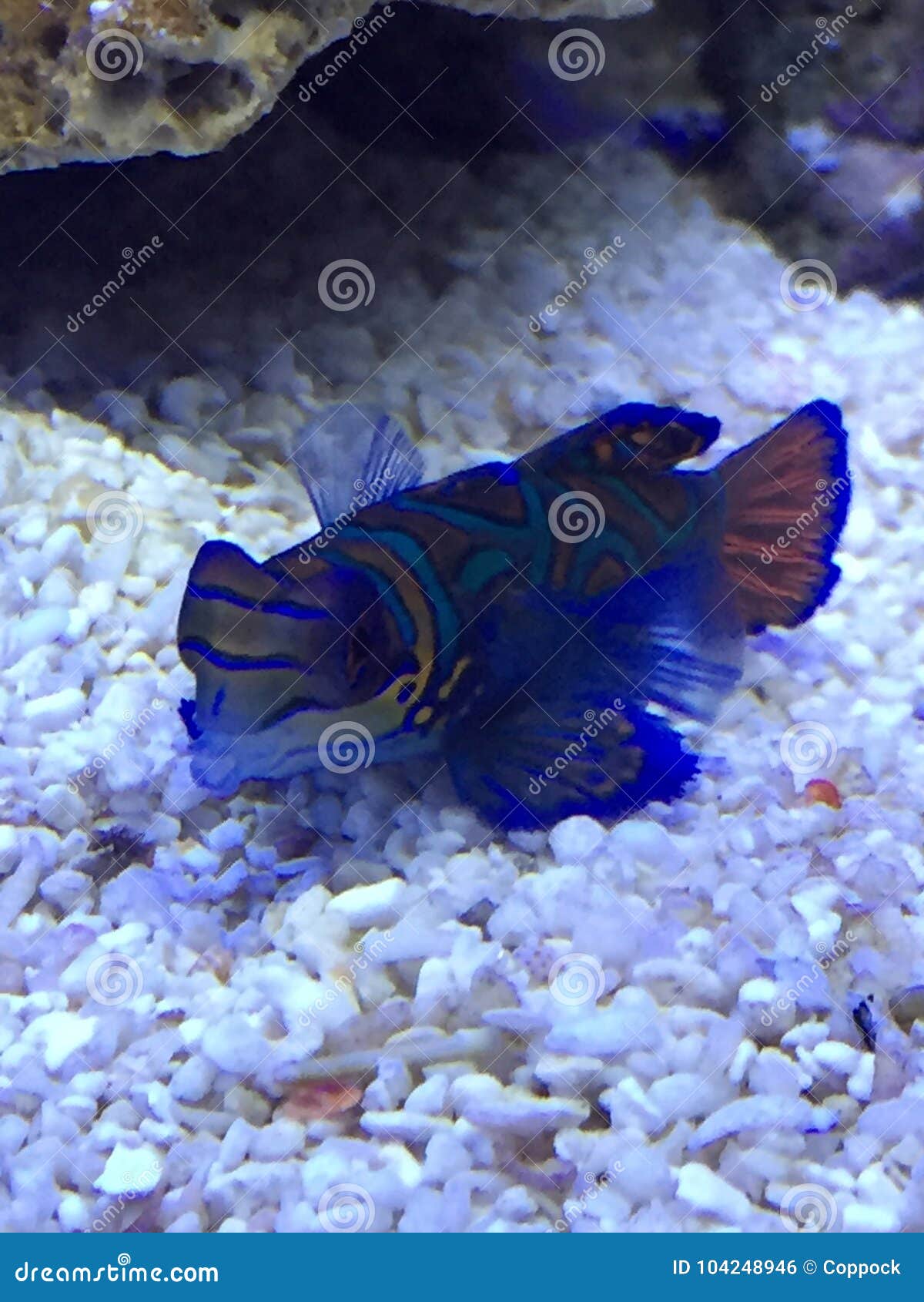 Mandarin marine fish stock photo. Image of marine, fish - 104248946