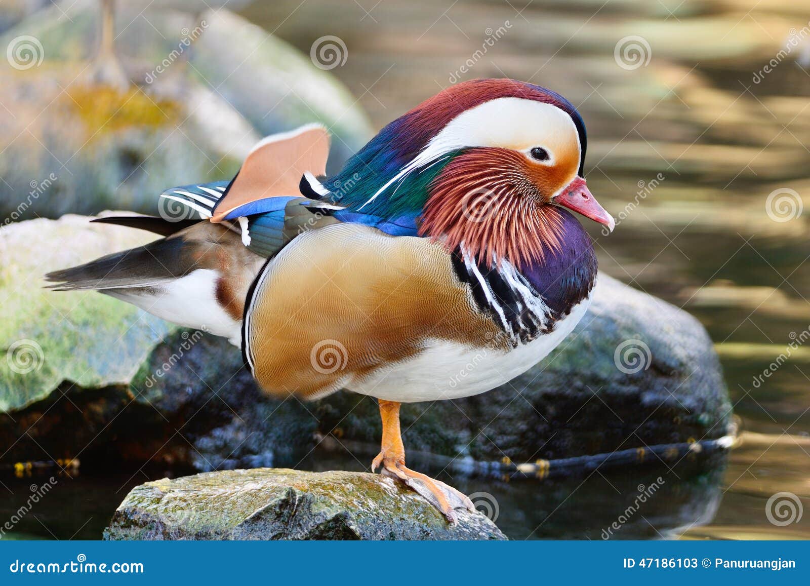 Male Mandarinand fotografering för bildbyråer. Bild av grön - 47186103