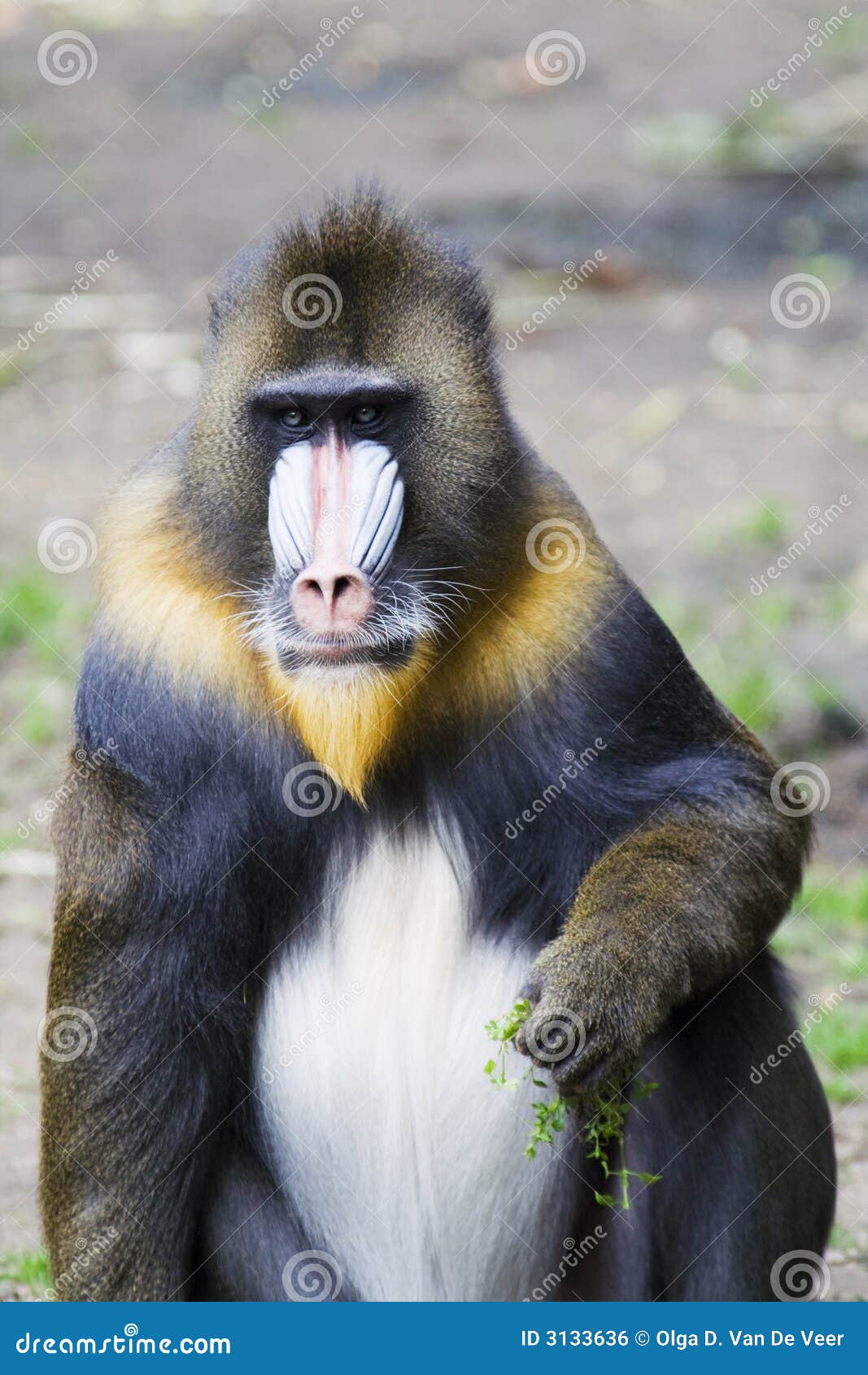 Male Mandrill With Red And Blue Face Markings Royalty-Free Stock ...