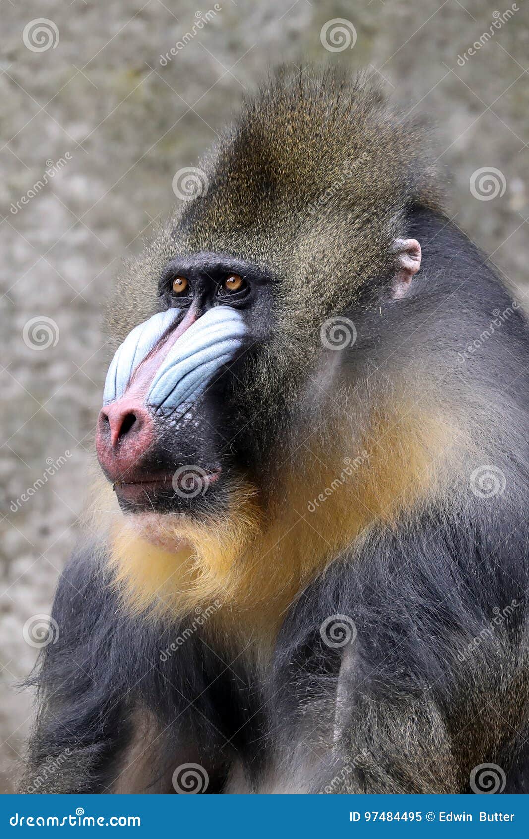 Male Mandrill stock image. Image of mammal, primate, wildlife - 97484495