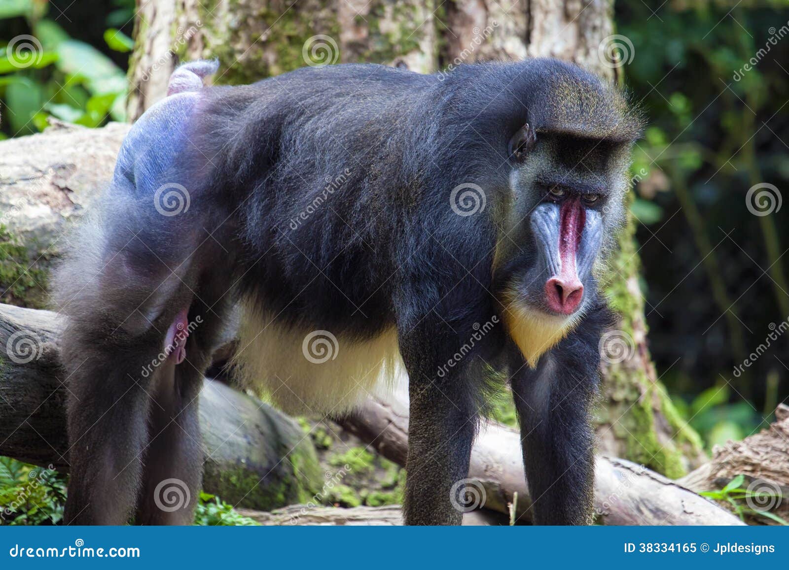 Male Mandrill With Red And Blue Face Markings Royalty-Free Stock ...