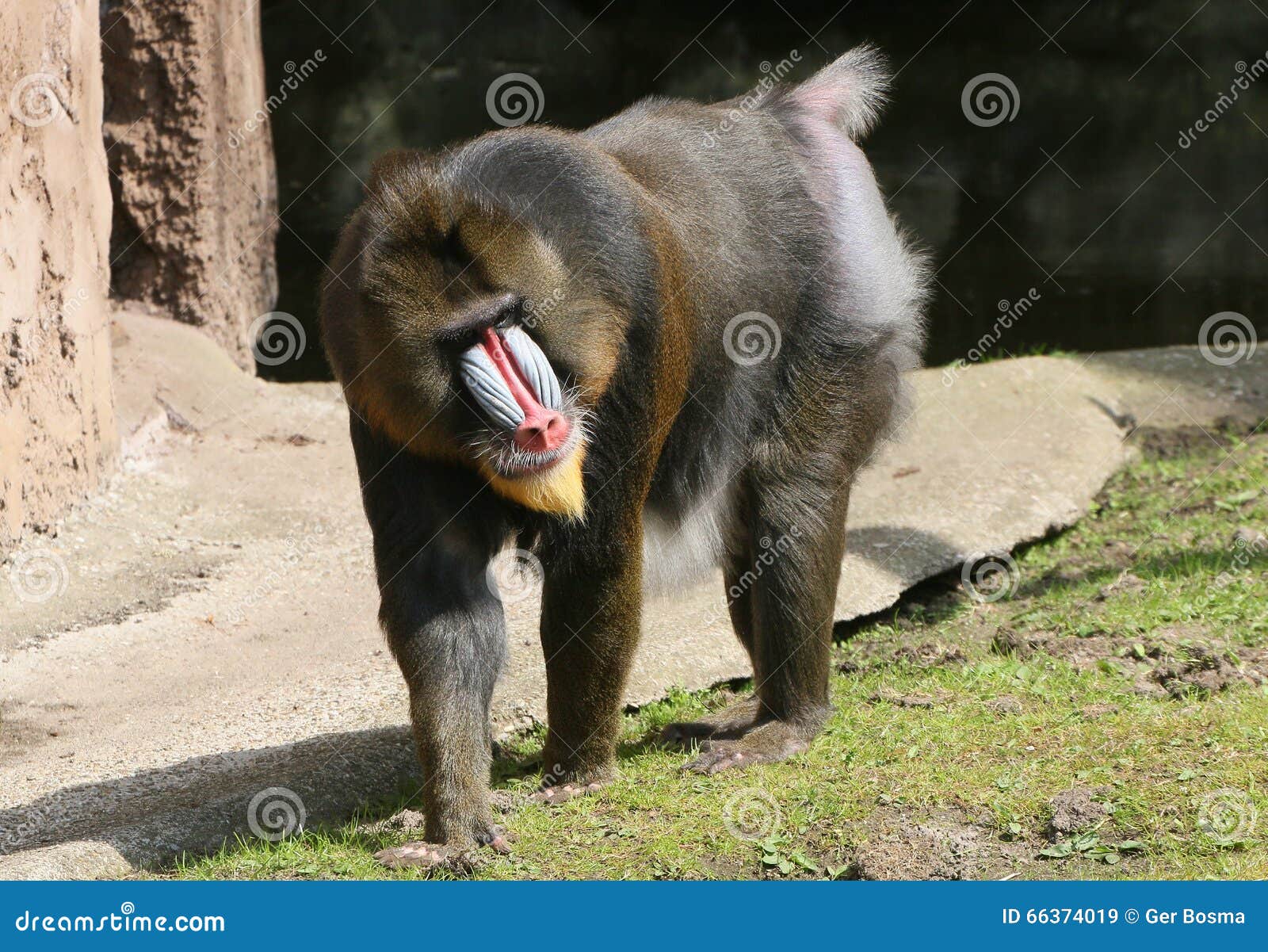 Male Mandrill stock image. Image of closeup, mandrillus - 66374019