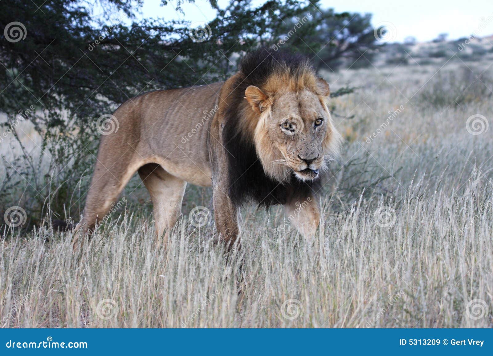 Male mane stock image. Image of lion, adventure, wild - 5313209