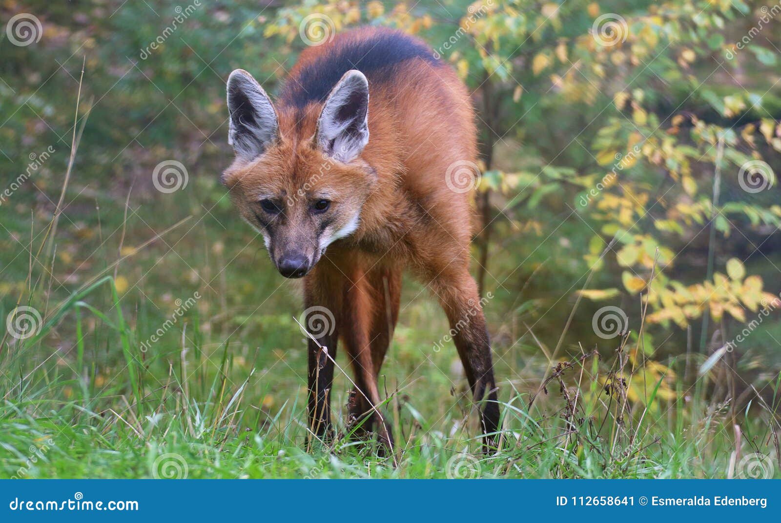 Maned wolf stock image. Image of carnivore, captive - 112658641