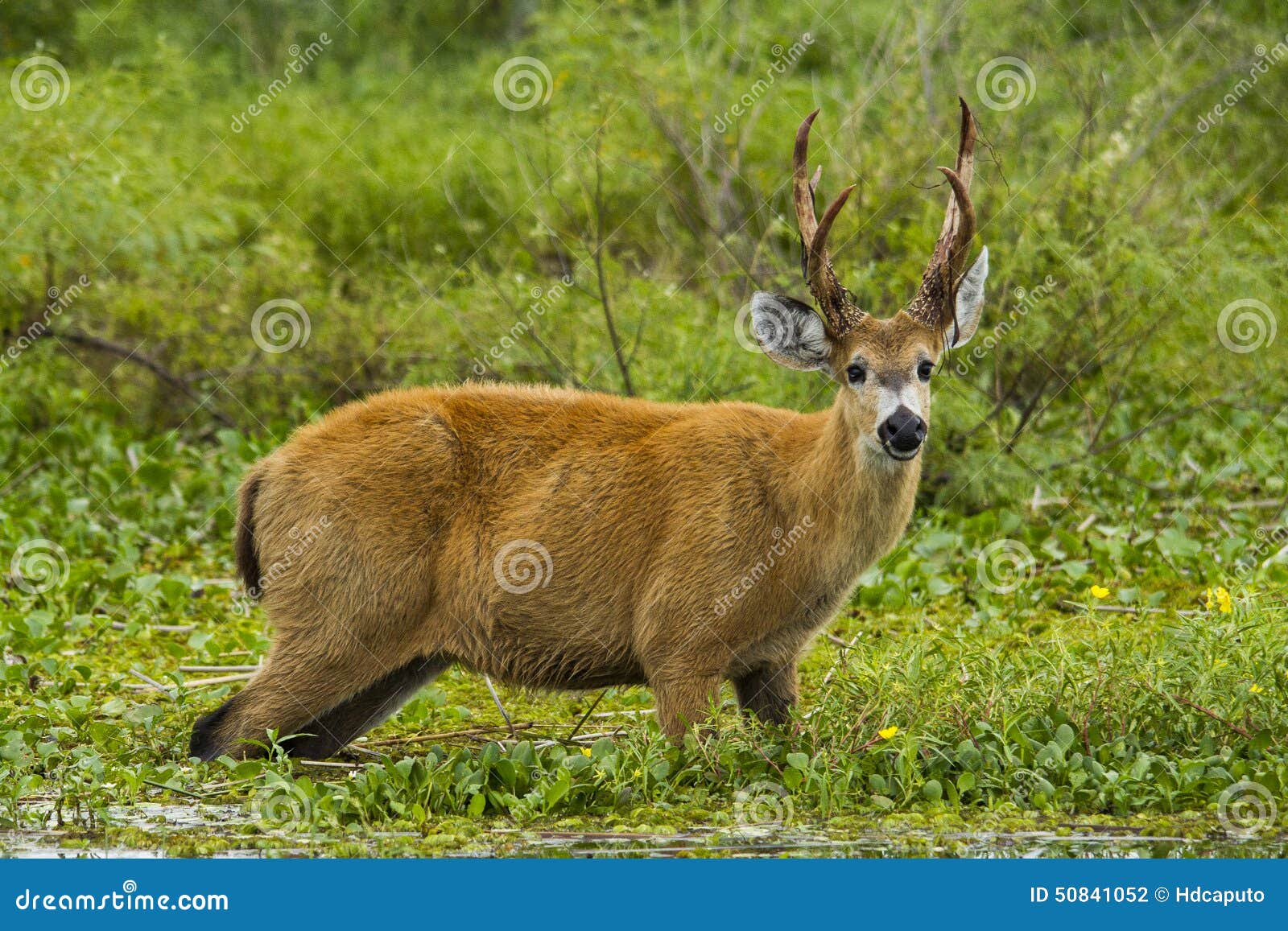 Male Marsh Deer Grazin in Water Stock Photo - Image of wildlife ...