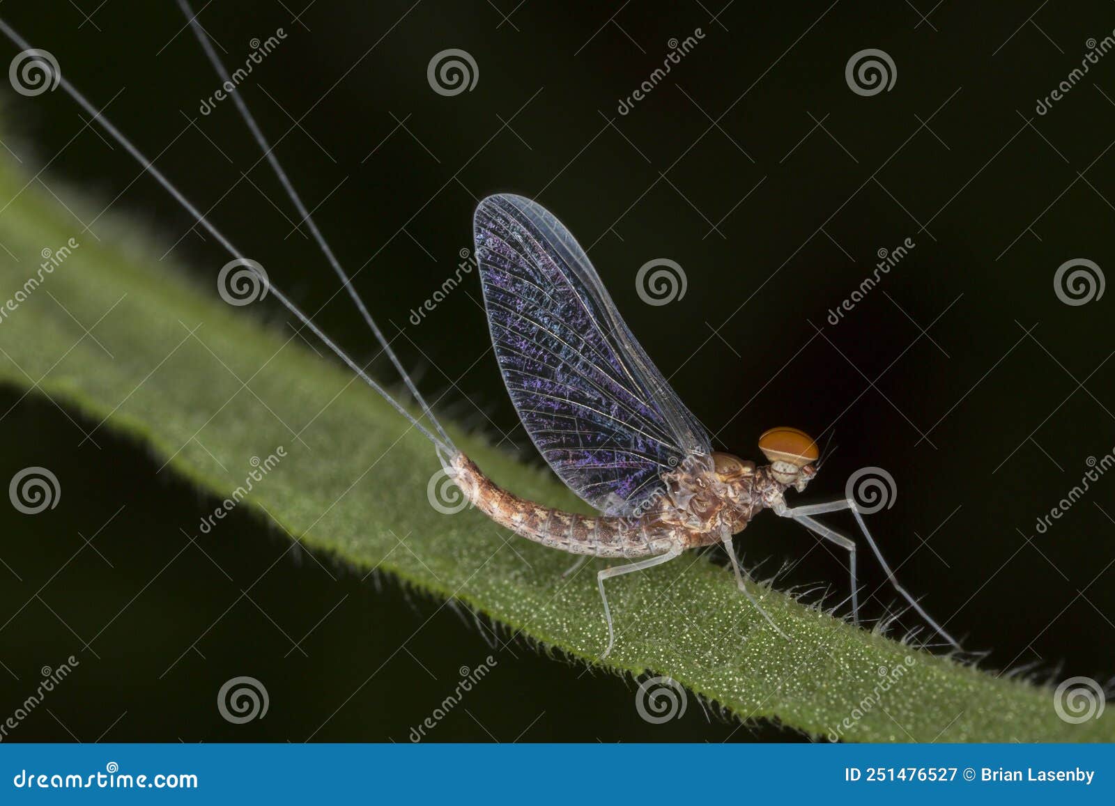 Male Mayfly Perched on a Leaf Stock Image - Image of canada, north ...