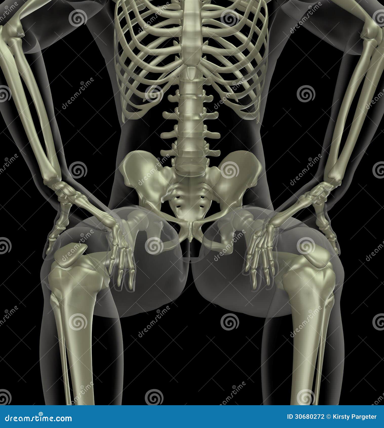 Male medical skeleton stock illustration. Illustration of anatomy ...