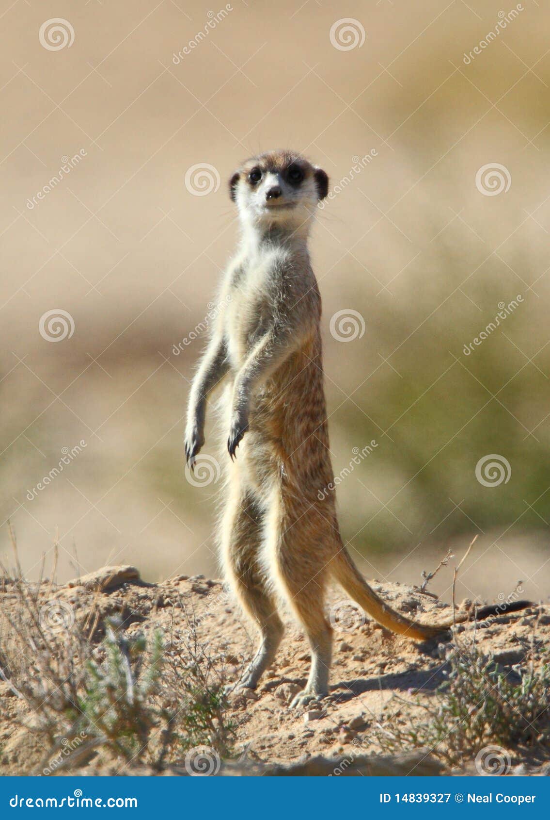 Male Meerkat or Suricate Standing Guard Stock Image - Image of kalahari ...
