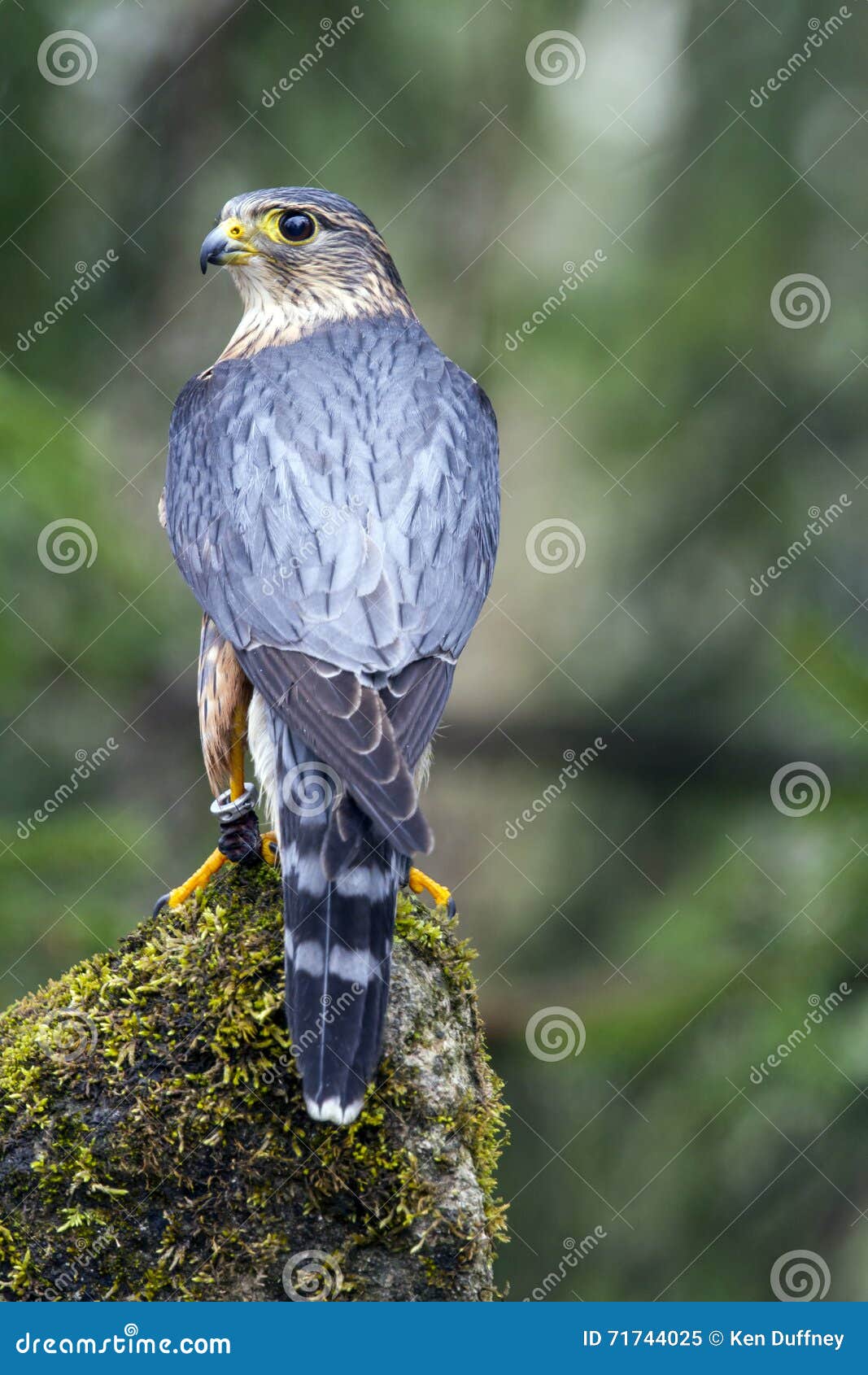 Male Merlin stock image. Image of animal, standing, falconry - 71744025