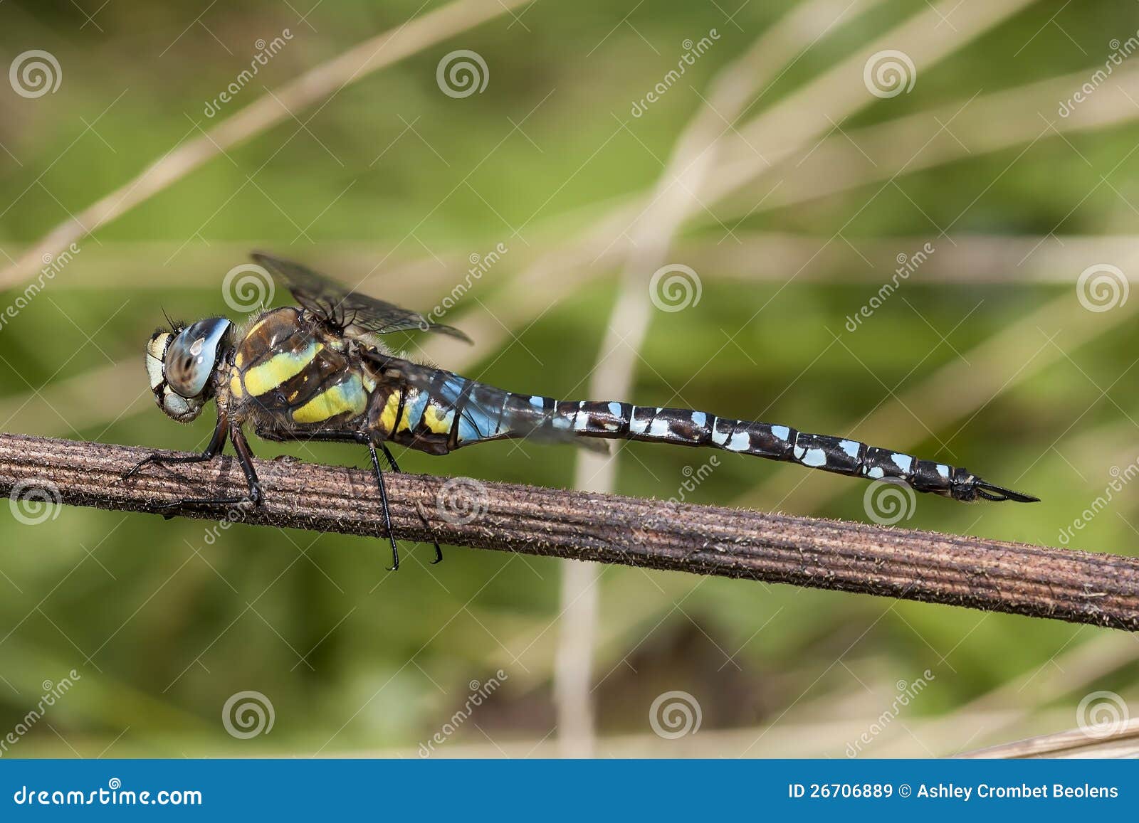 Male Migrant Hawker stock image. Image of stripe, keynes - 26706889