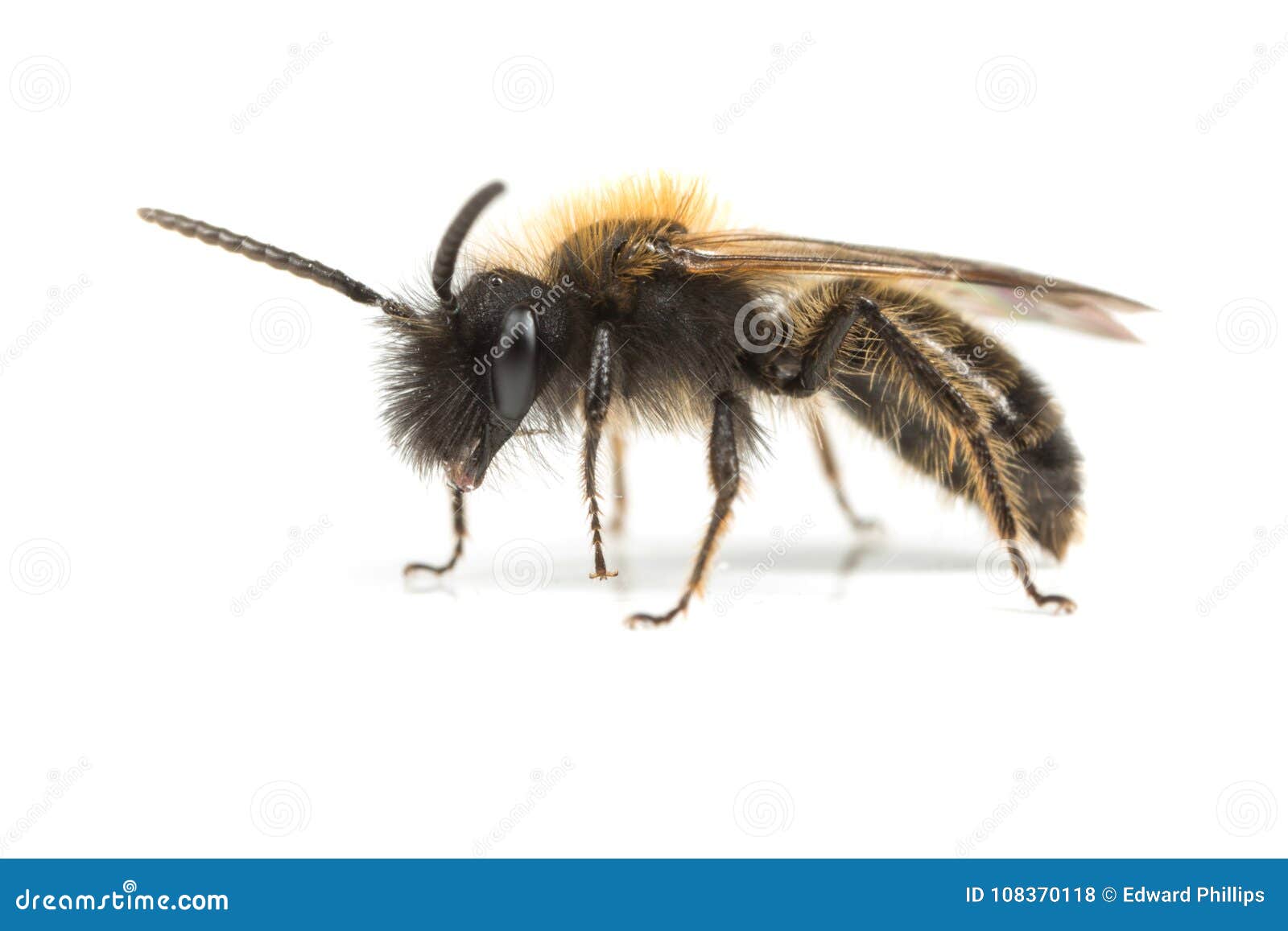 Male Mining-bee stock photo. Image of andrena, closeup - 108370118