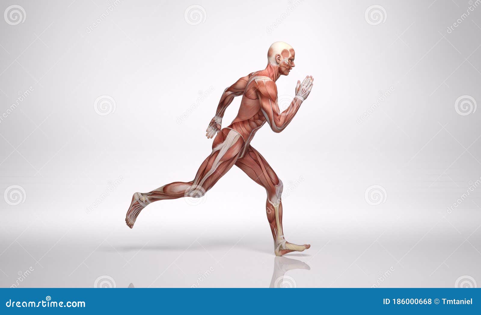 Muscle Map Man Running Isolated Royalty-Free Cartoon | CartoonDealer ...