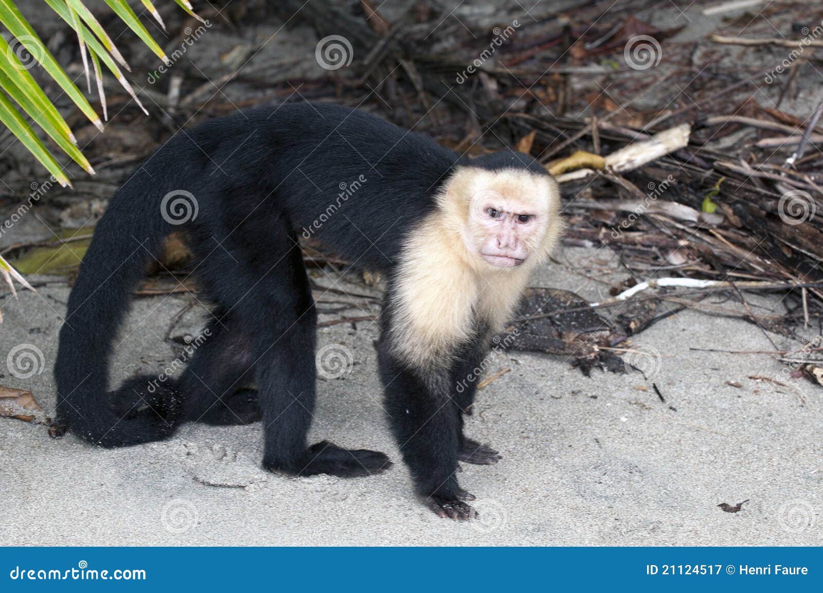 Male monkey stock image. Image of primate, endangered - 21124517