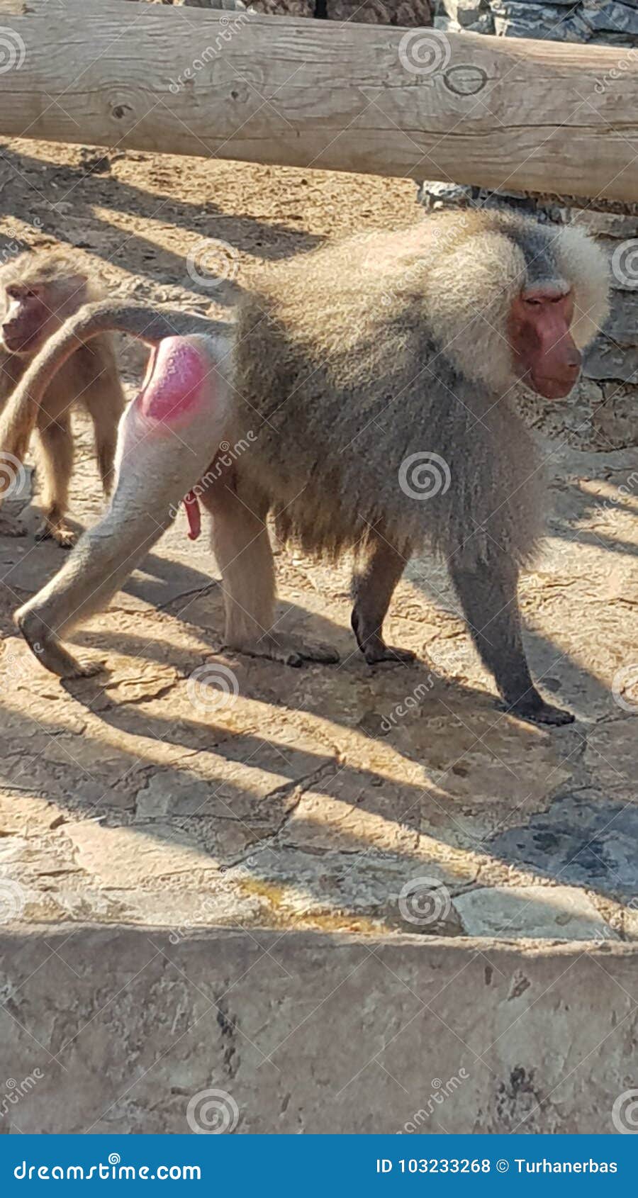 Male Monkey Erection stock photo. Image of walking, brown - 103233268