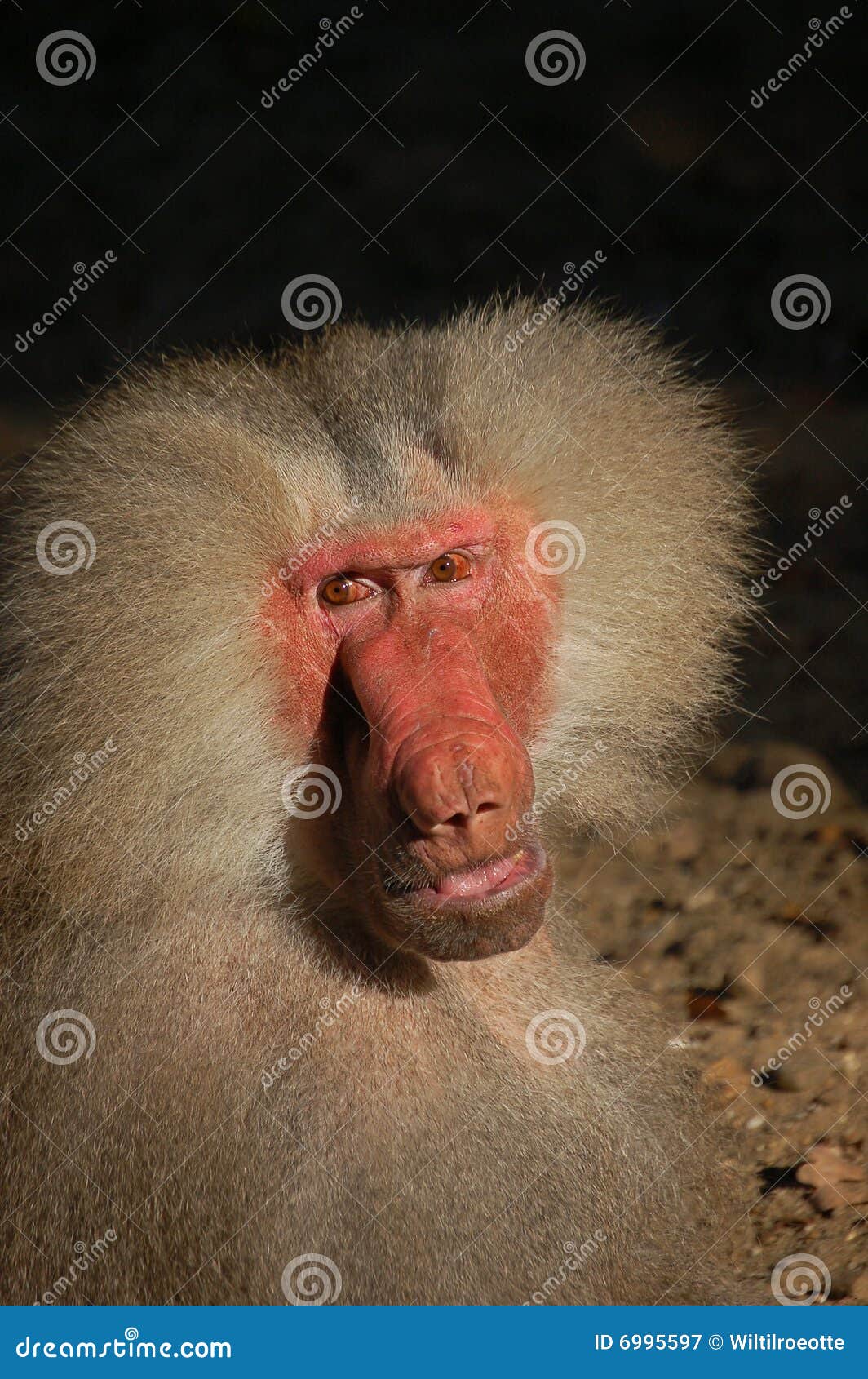 Male monkey almost human stock image. Image of macho, grown - 6995597