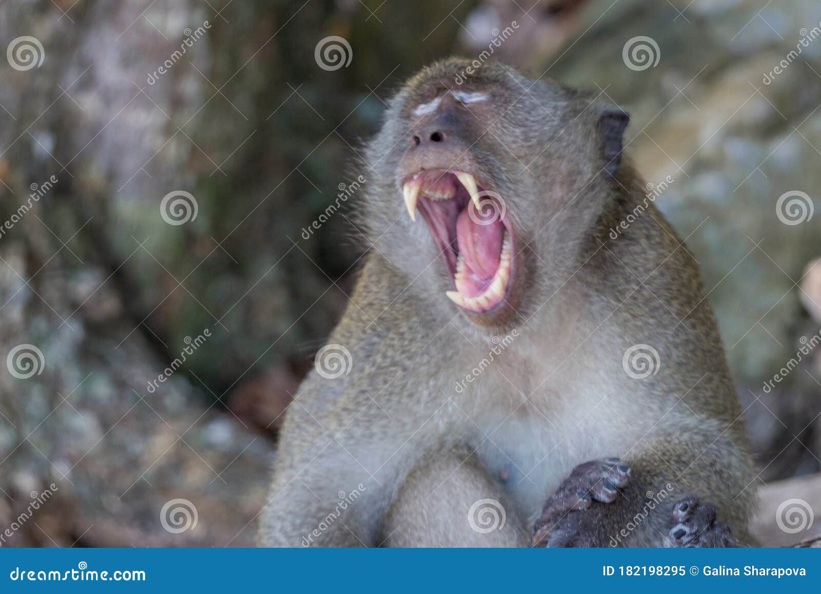 Male Monkey Scream Thailand Stock Image - Image of mammal, aggressive ...