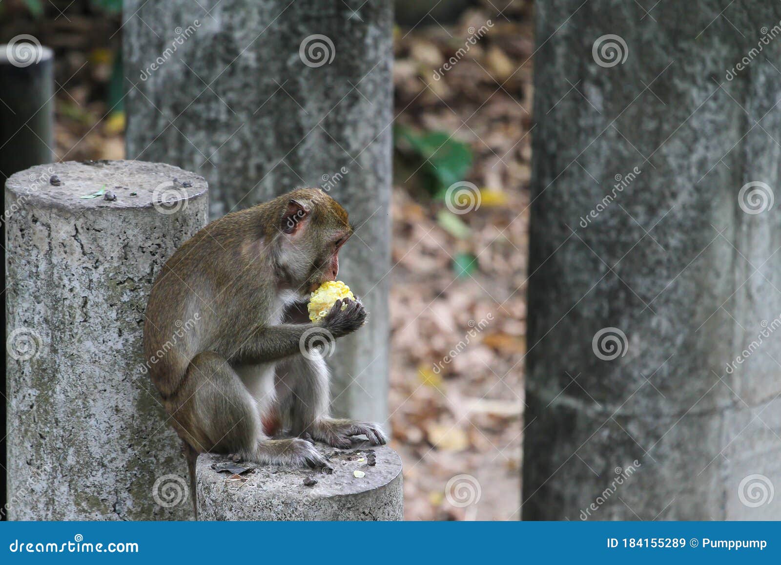 The Male Monkey is Sit Down and Eat Corn on Cement Pole Stock Image ...