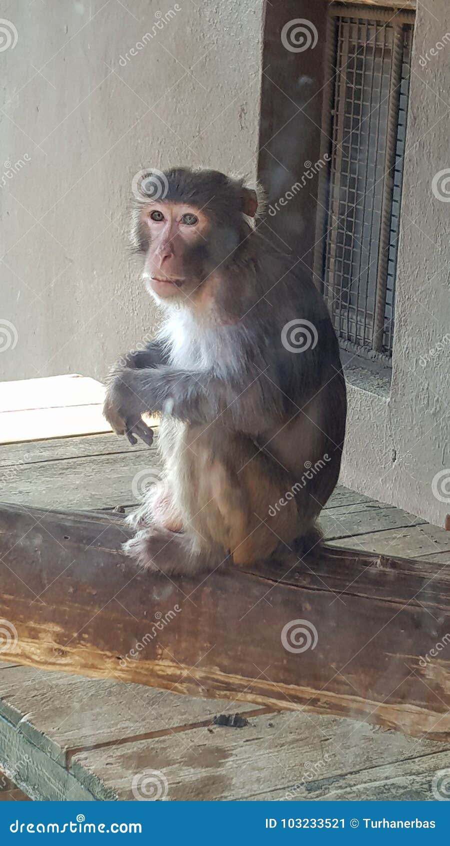Male Monkey is Sitting Down Stock Image - Image of male, fauna: 103233521