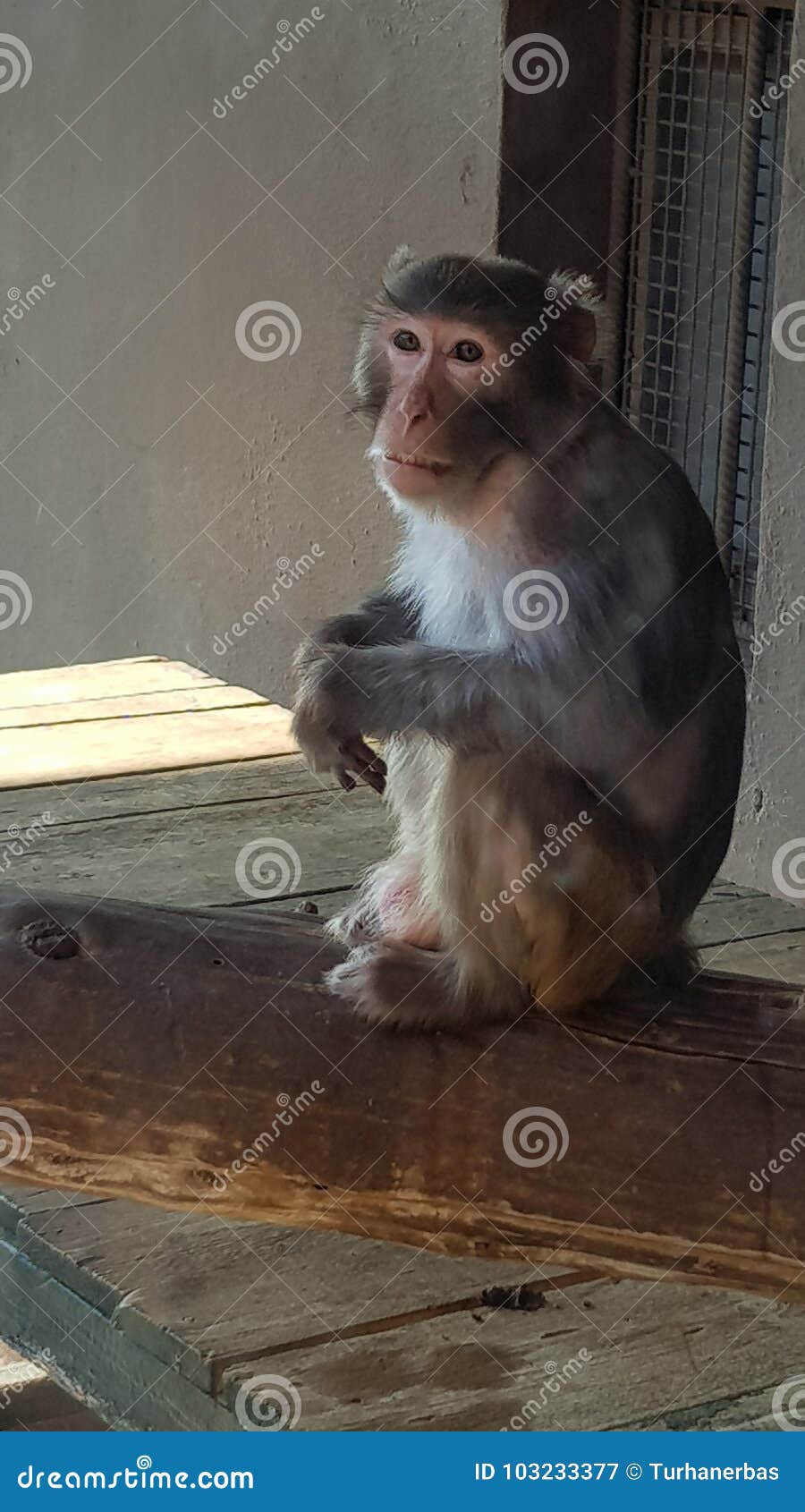 Male Monkey is Sitting Down Stock Image - Image of male, sitting: 103233377