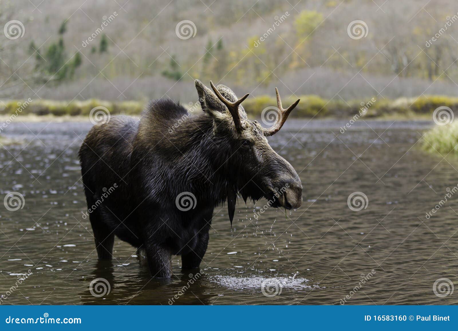 Male moose stock photo. Image of wild, outdoors, nature - 16583160