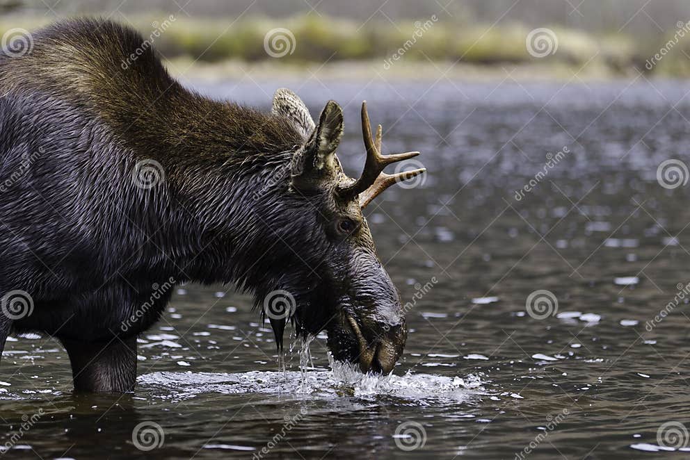Male moose drinking stock image. Image of moose, bull - 16583071