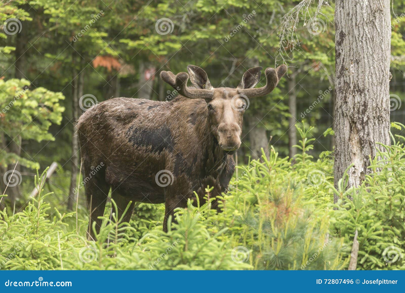 Male Moose in a Forest Setting Stock Photo - Image of blizzard ...