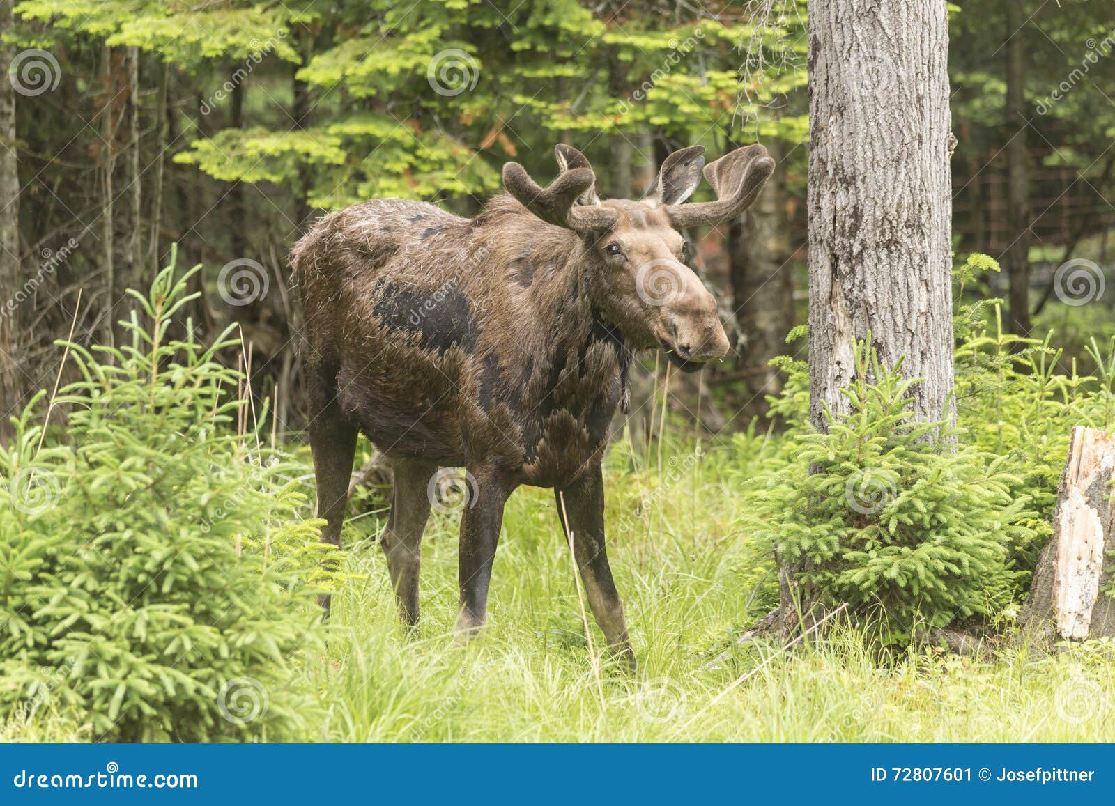 Male Moose in a Forest Setting Stock Image - Image of bull, antler ...