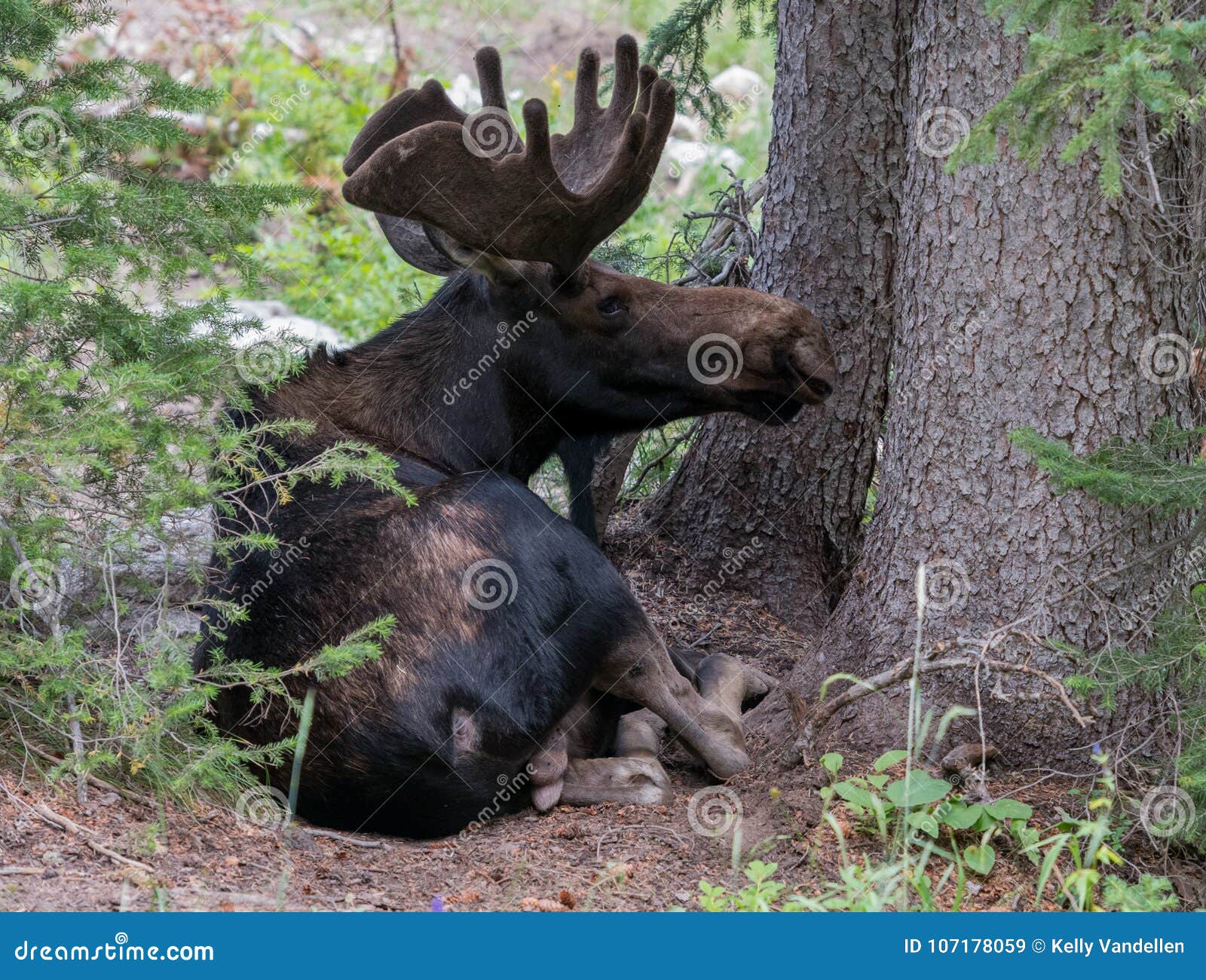 Male Moose Rests in Tree Grove Stock Image - Image of large, wildlife ...
