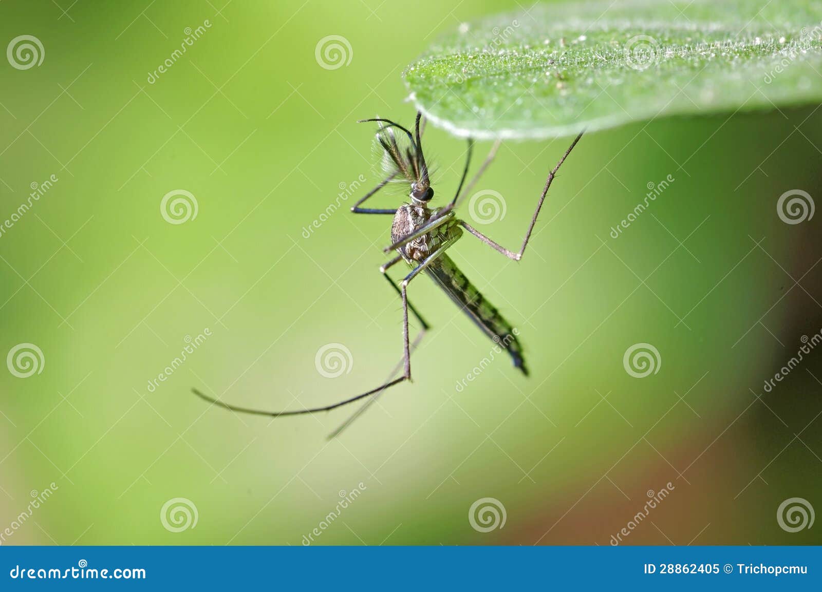 Male mosquito stock image. Image of animals, tropical - 28862405