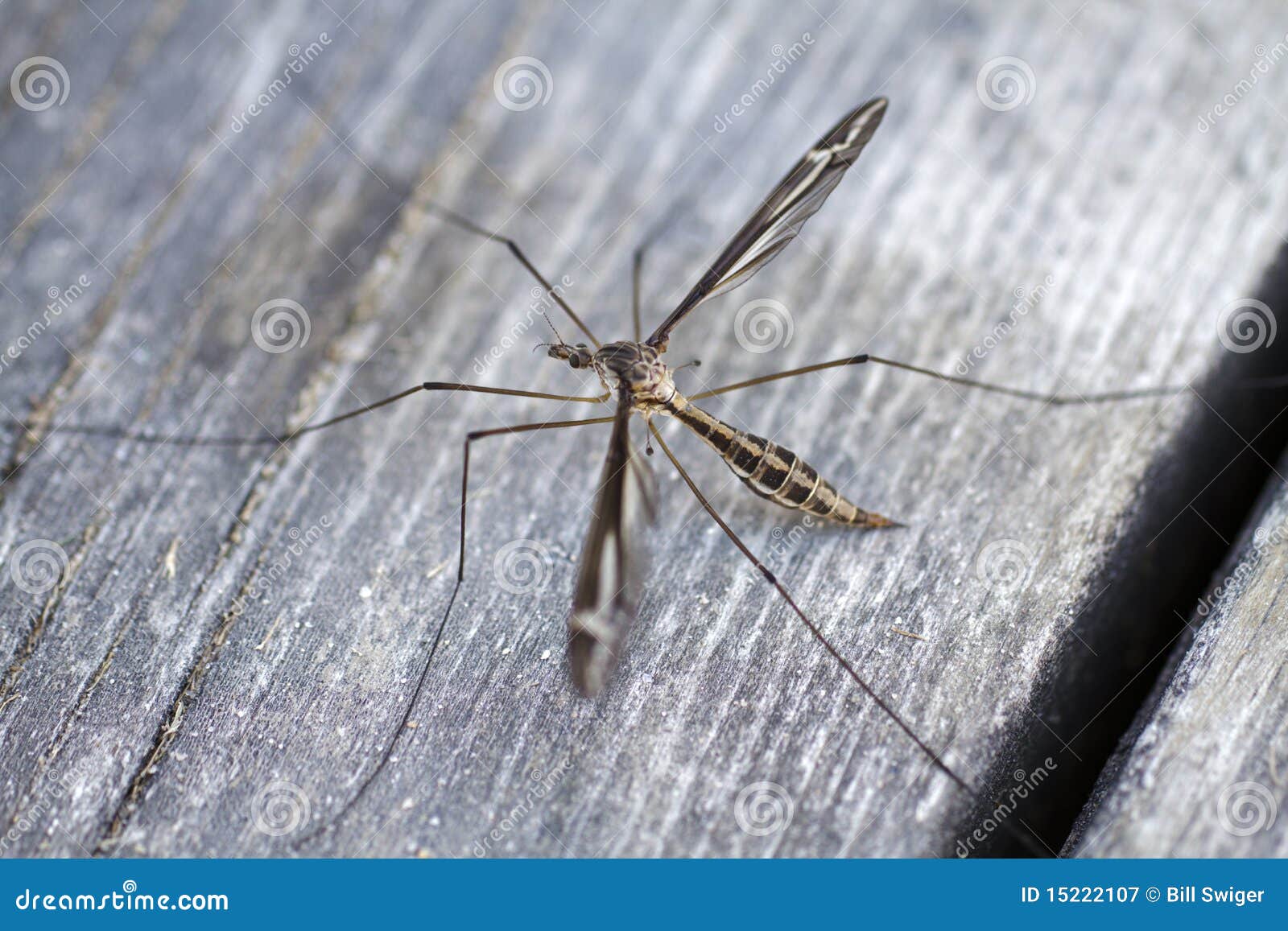 Male Mosquito (Culicidae) stock image. Image of fauna - 15222107