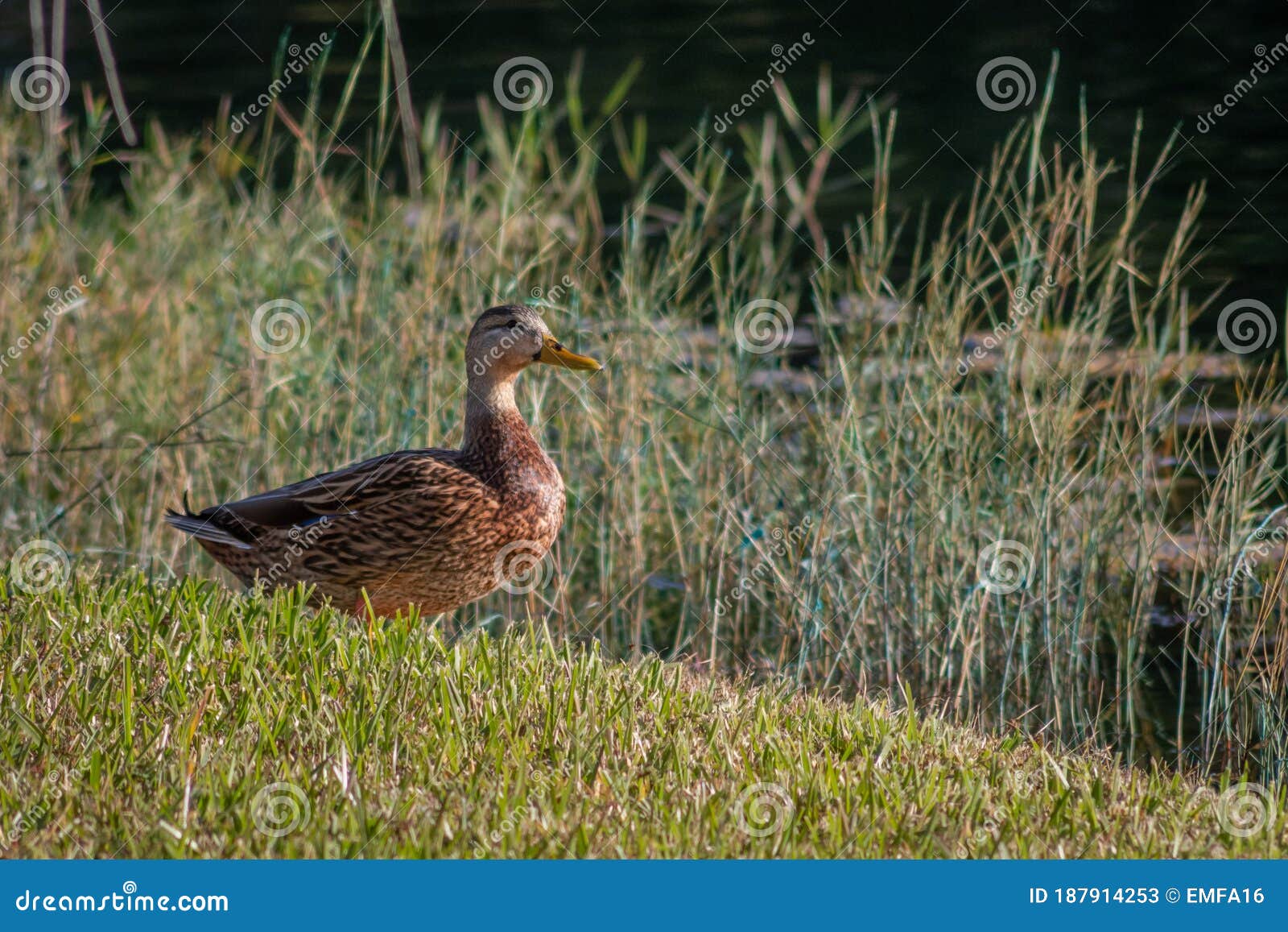 A Male Mottled Duck by a Lake, Florida Stock Image - Image of mottled ...