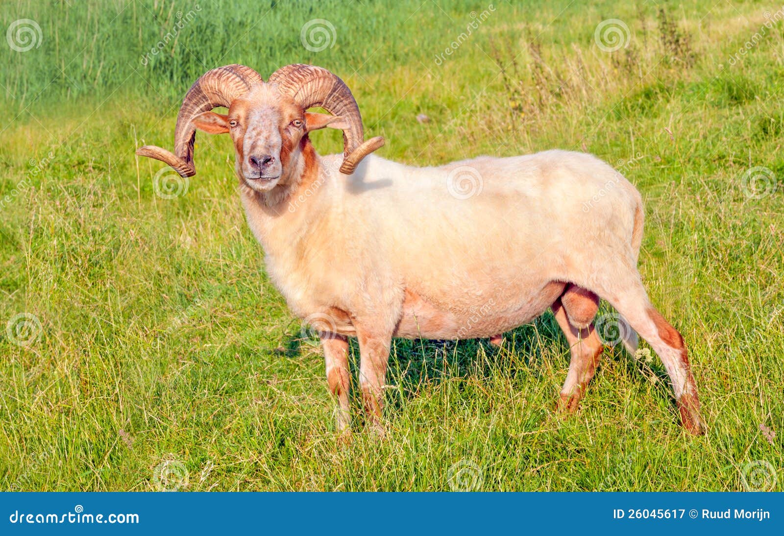 Male Mouflon Sheep Posing in a Dutch Meadow Stock Image - Image of ...