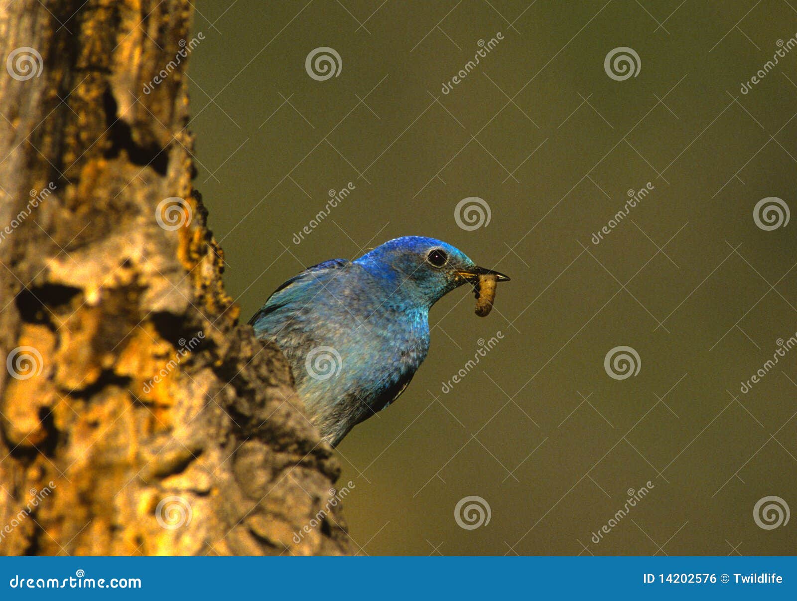 Male mountain Bluebird stock photo. Image of wildlife - 14202576