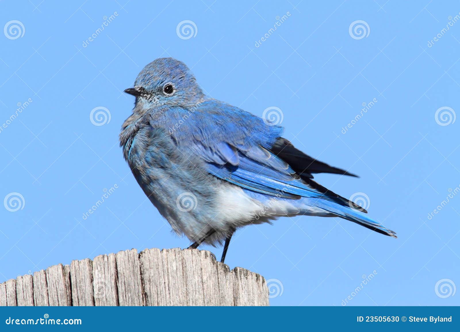Mountain Bluebird Royalty-Free Stock Photography | CartoonDealer.com ...
