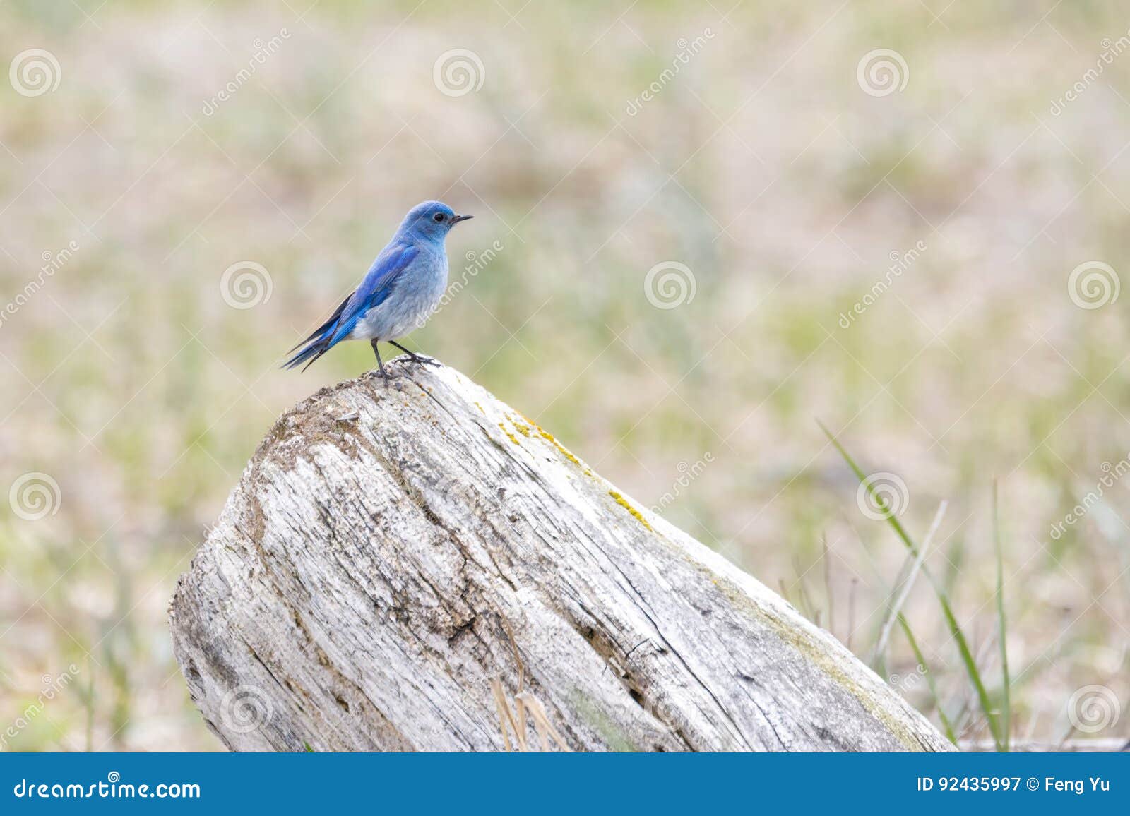 Male mountain bluebird stock image. Image of animal, mountain - 92435997