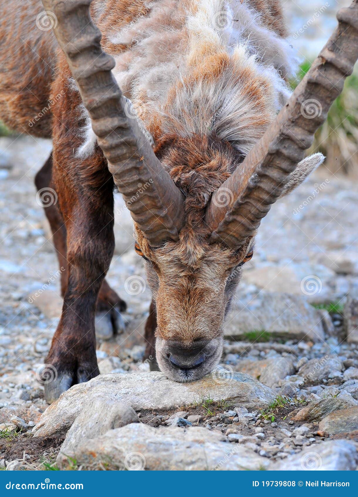 Male mountain Ibex stock photo. Image of animal, wild - 19739808