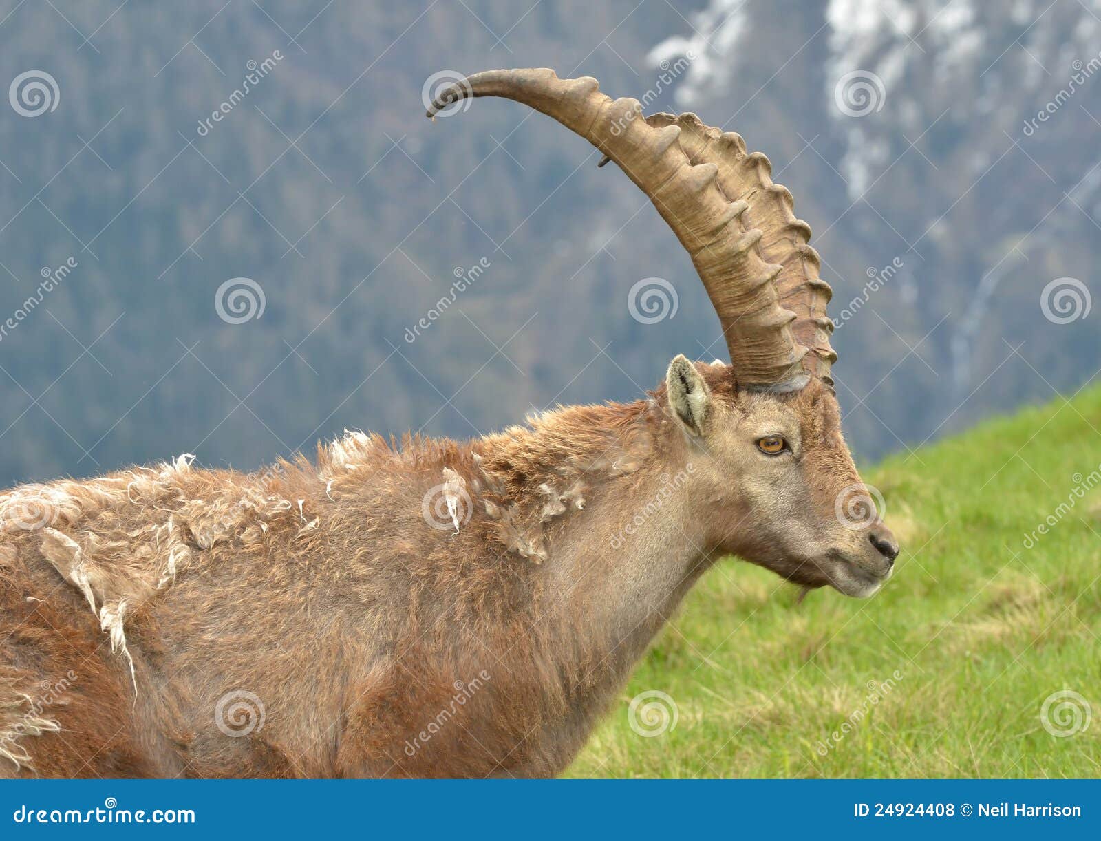 Male Mountain Ibex stock photo. Image of steinbok, moulting - 24924408