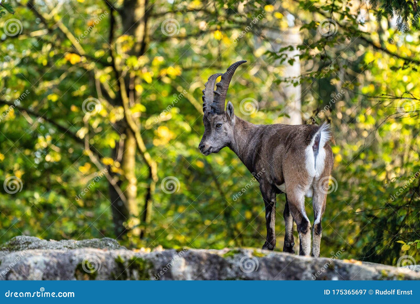 Male Mountain Ibex or Capra Ibex on a Rock Stock Image - Image of ...