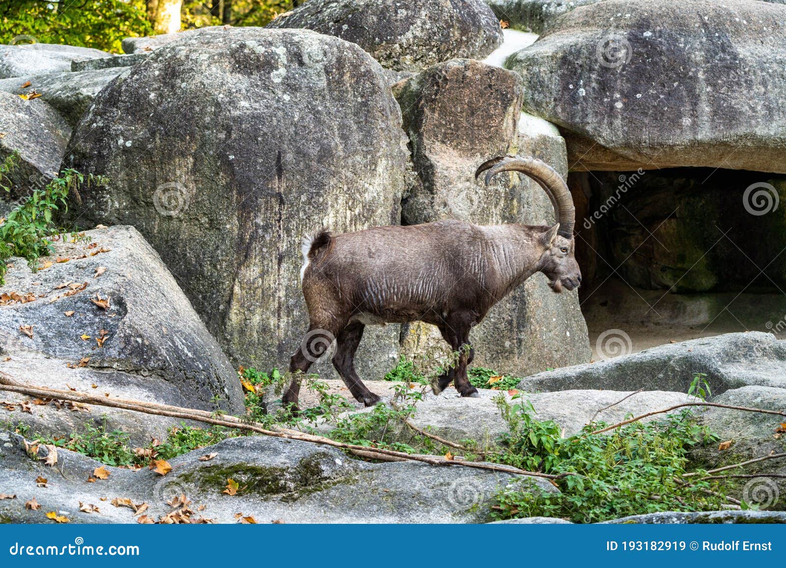 Male Mountain Ibex or Capra Ibex on a Rock Stock Image - Image of head ...