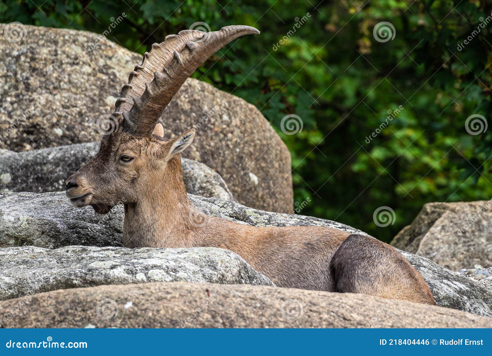 Male Mountain Ibex or Capra Ibex on a Rock Stock Photo - Image of fauna ...