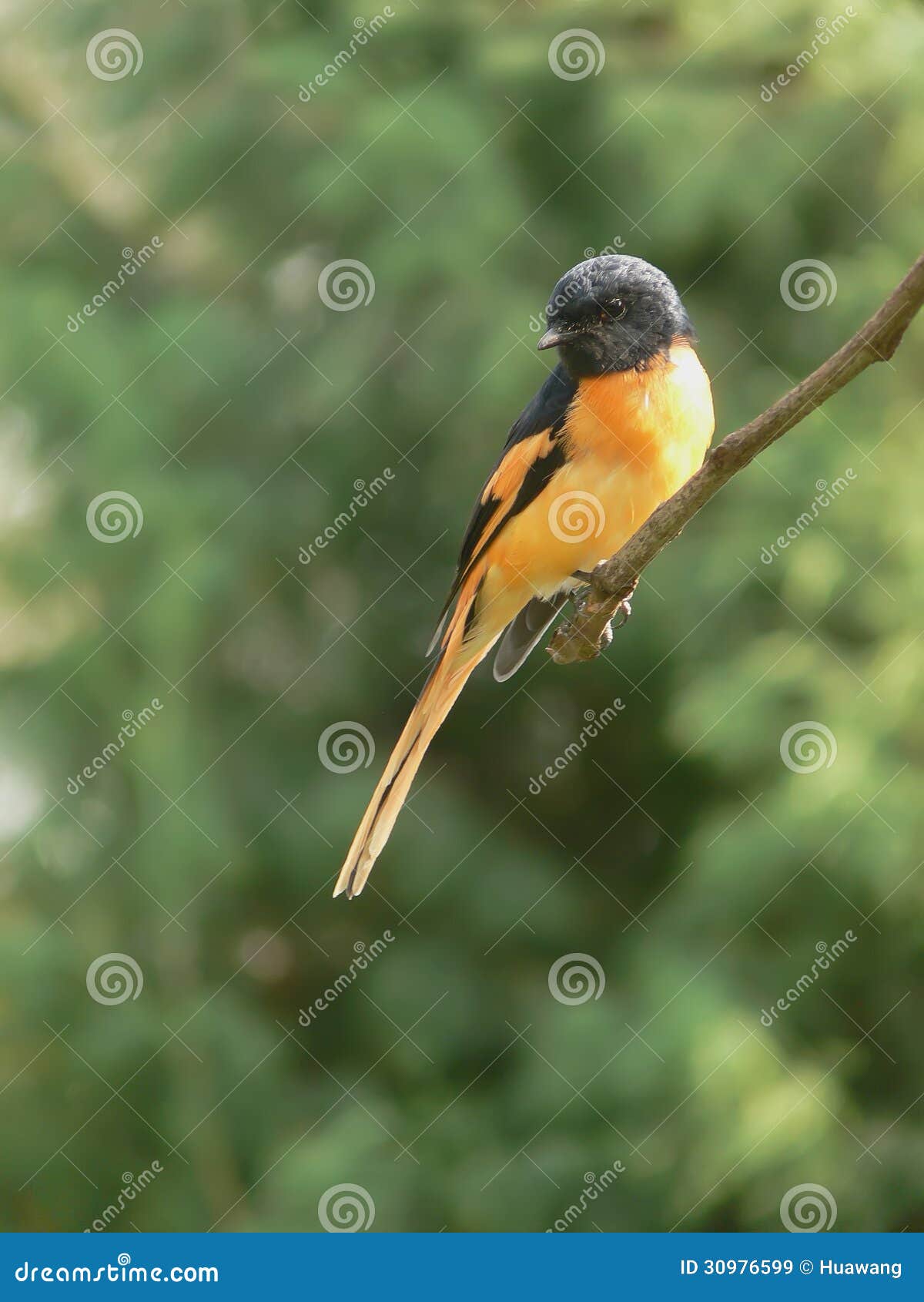 Male mountain pepper birds stock image. Image of tail - 30976599
