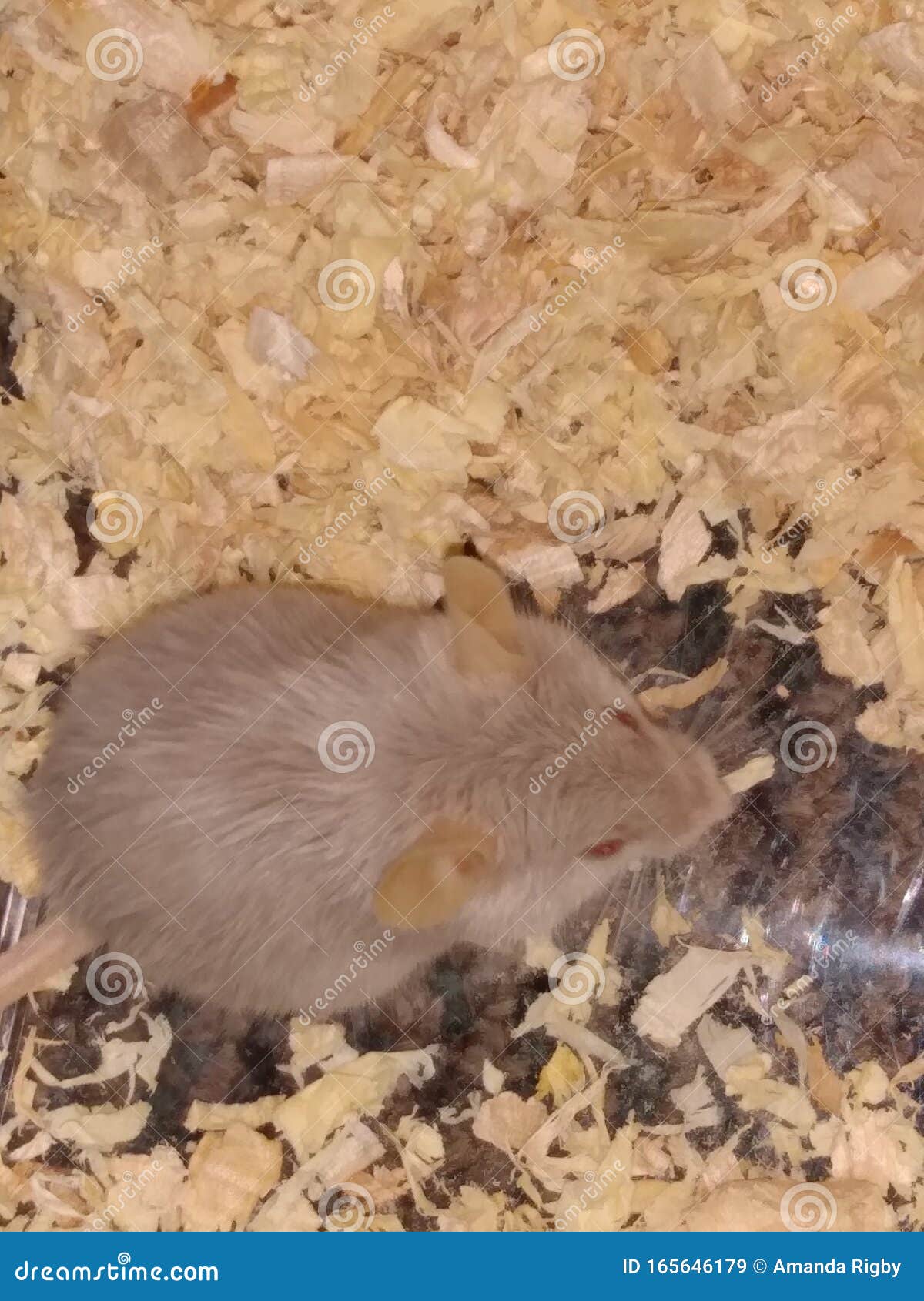 Male Mouse Greymice Mice Pets Stock Image - Image of mouse, male: 165646179