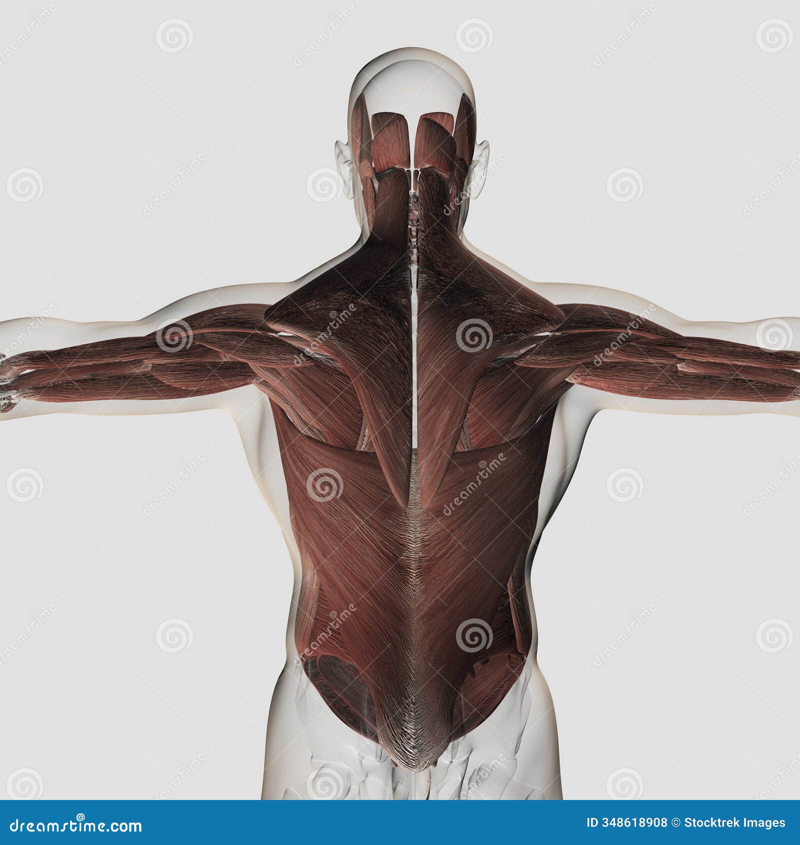 Male Muscle Anatomy of the Human Back. Stock Illustration ...